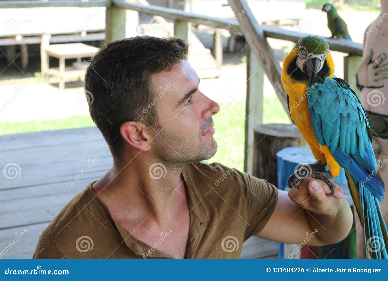 Exotic Bird Bonding with a Man Stock Photo - Image of central, colorful ...