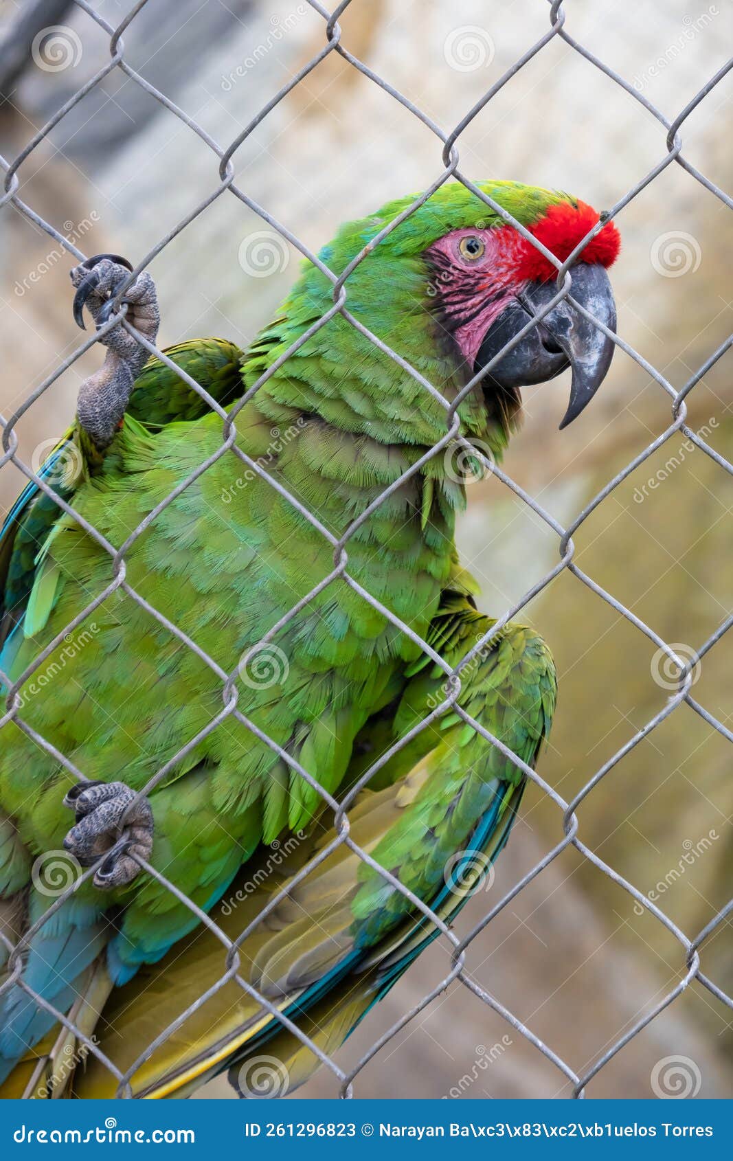 Exotic Bird in Danger of Extinction Caged Green Macaw, Macaw Concept ...