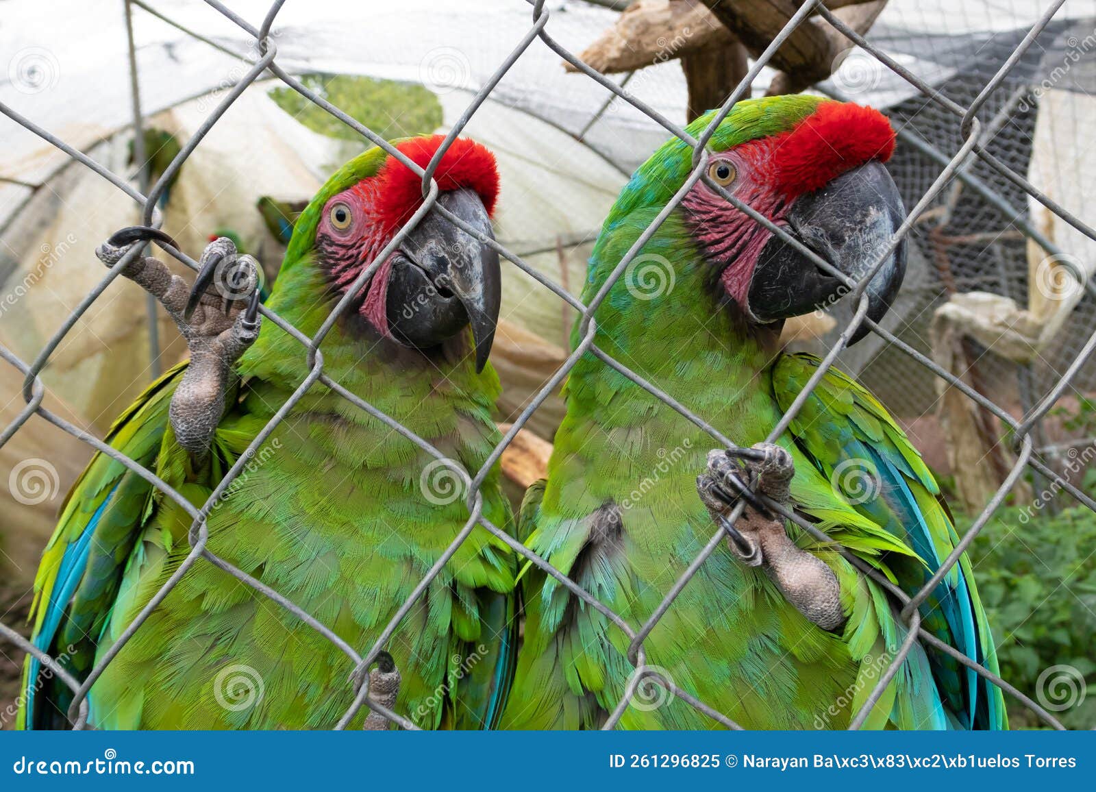 Exotic Bird in Danger of Extinction Caged Green Macaw, Macaw Concept ...