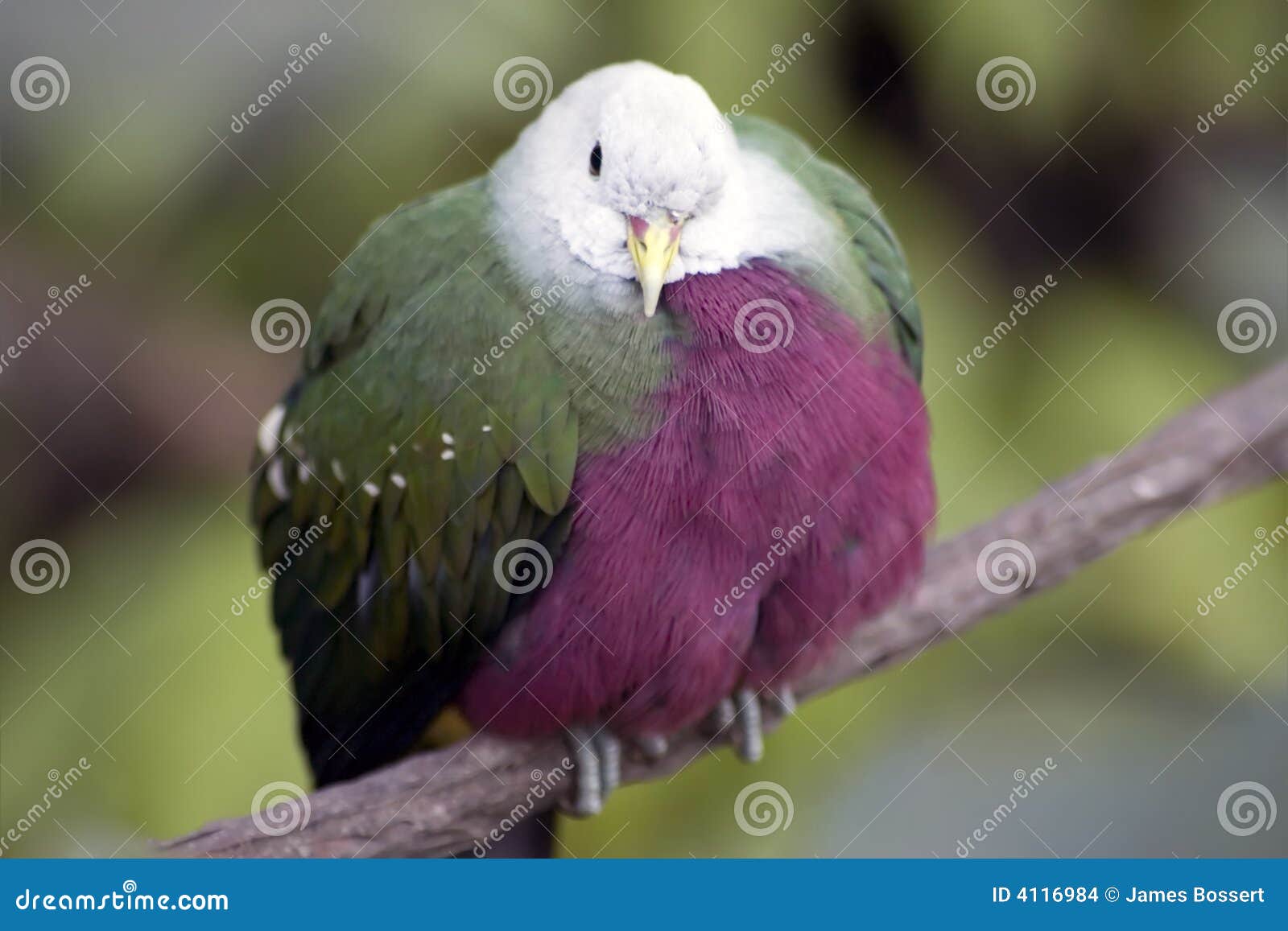 Exotic Bird I editorial stock image. Image of exoticism - 4116984