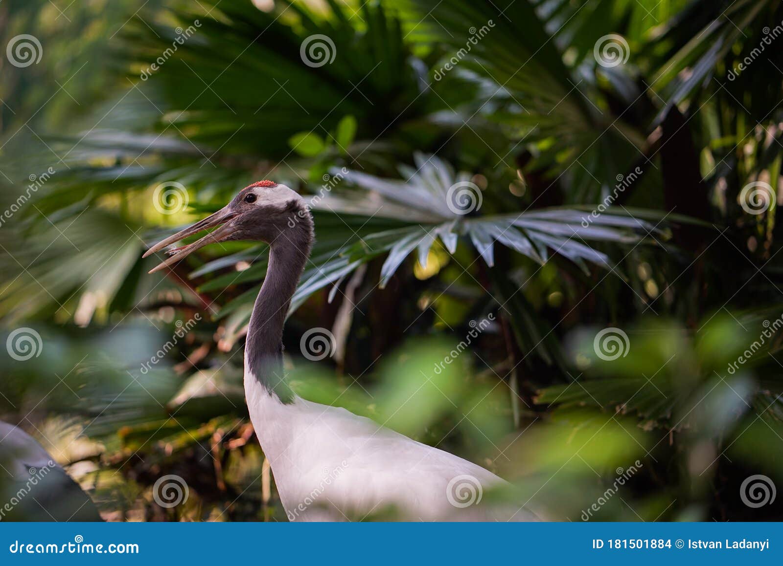 Exotic bird stock photo. Image of tropical, head, wildlife - 181501884