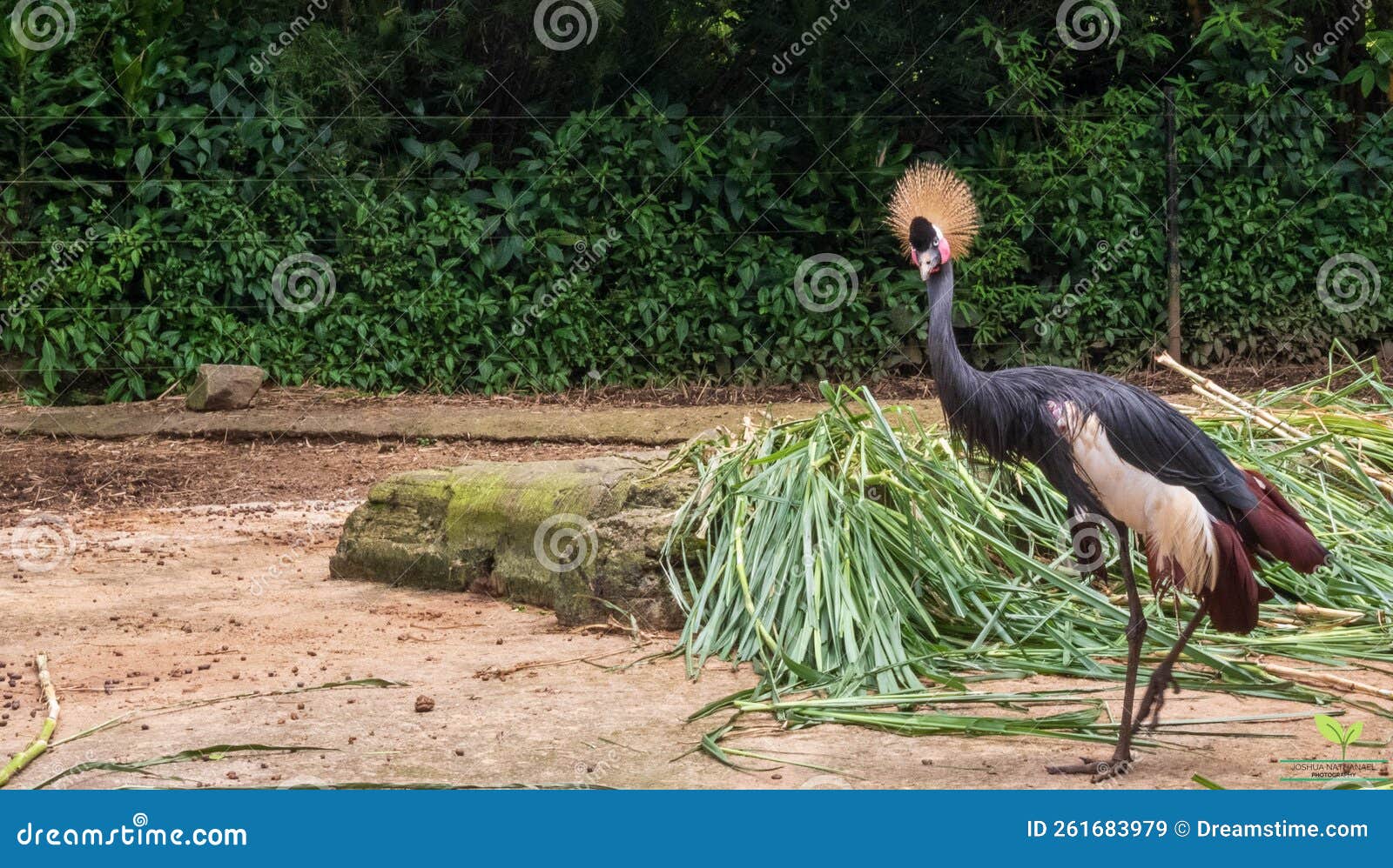 Exotic Bird Looking at Camera Stock Image - Image of bird, exotic ...