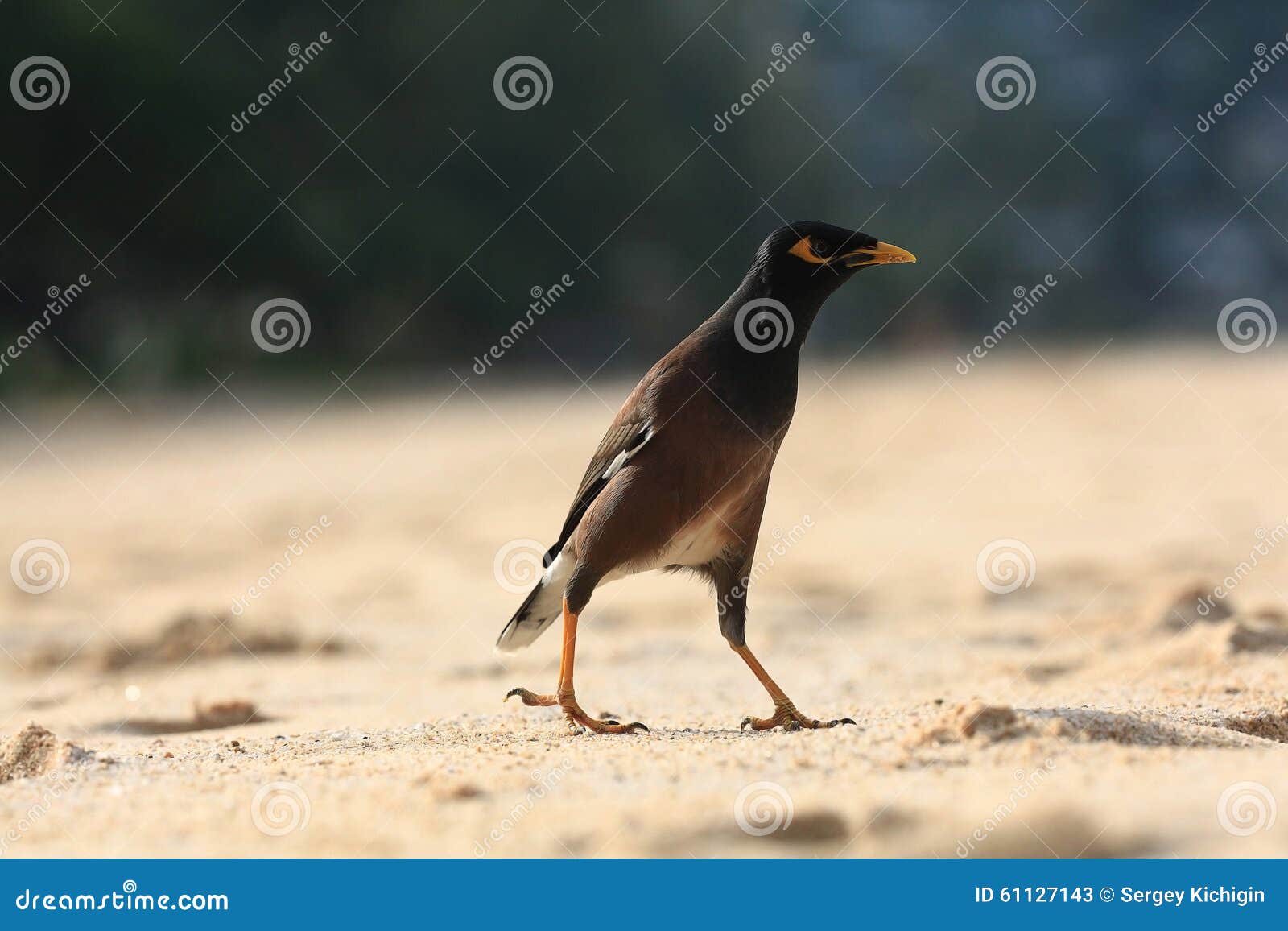 Exotic Bird Walking Along the Beach Stock Image - Image of beaches ...