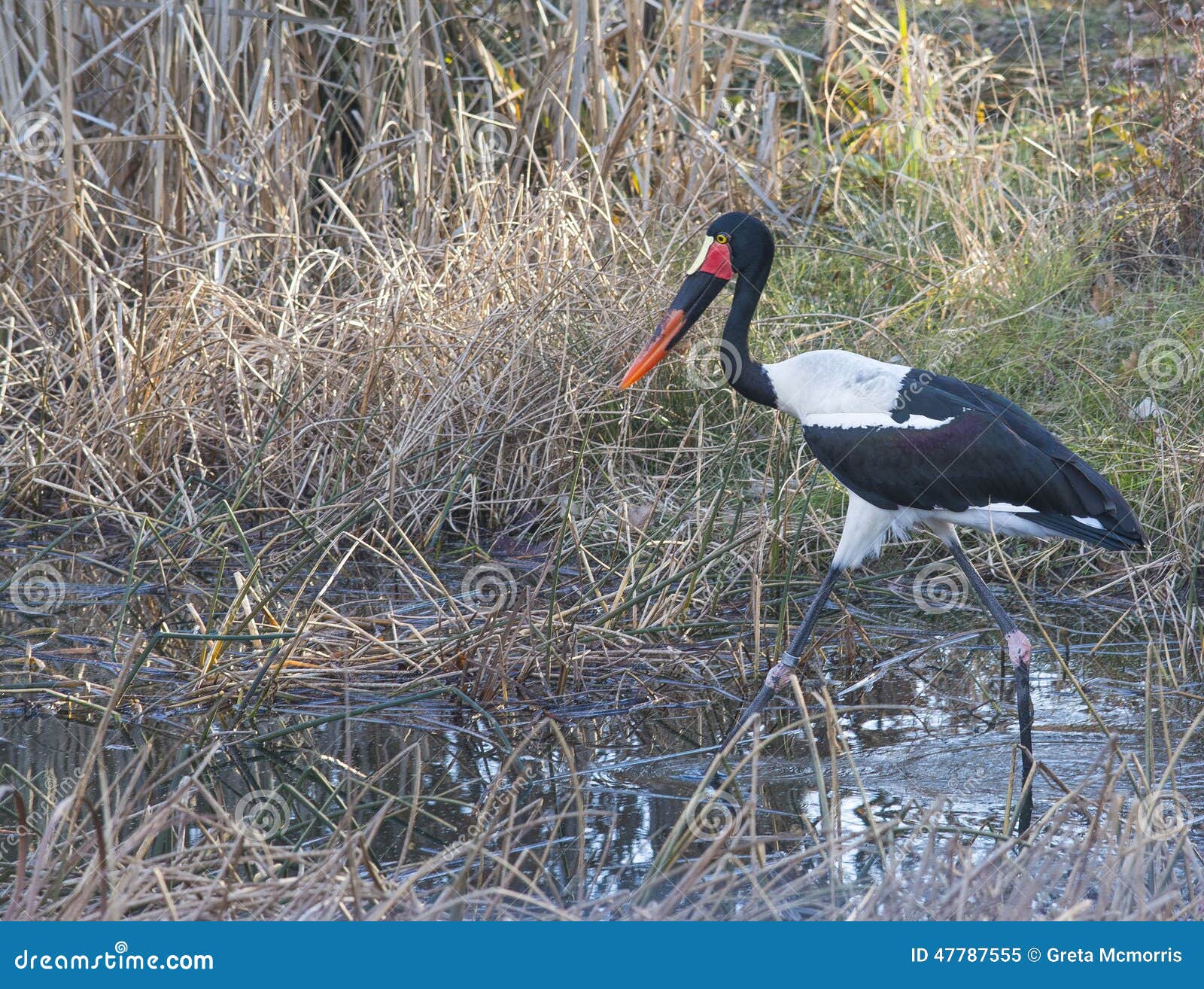 Exotic Bird Walking through Reeds Stock Image - Image of wildlife ...