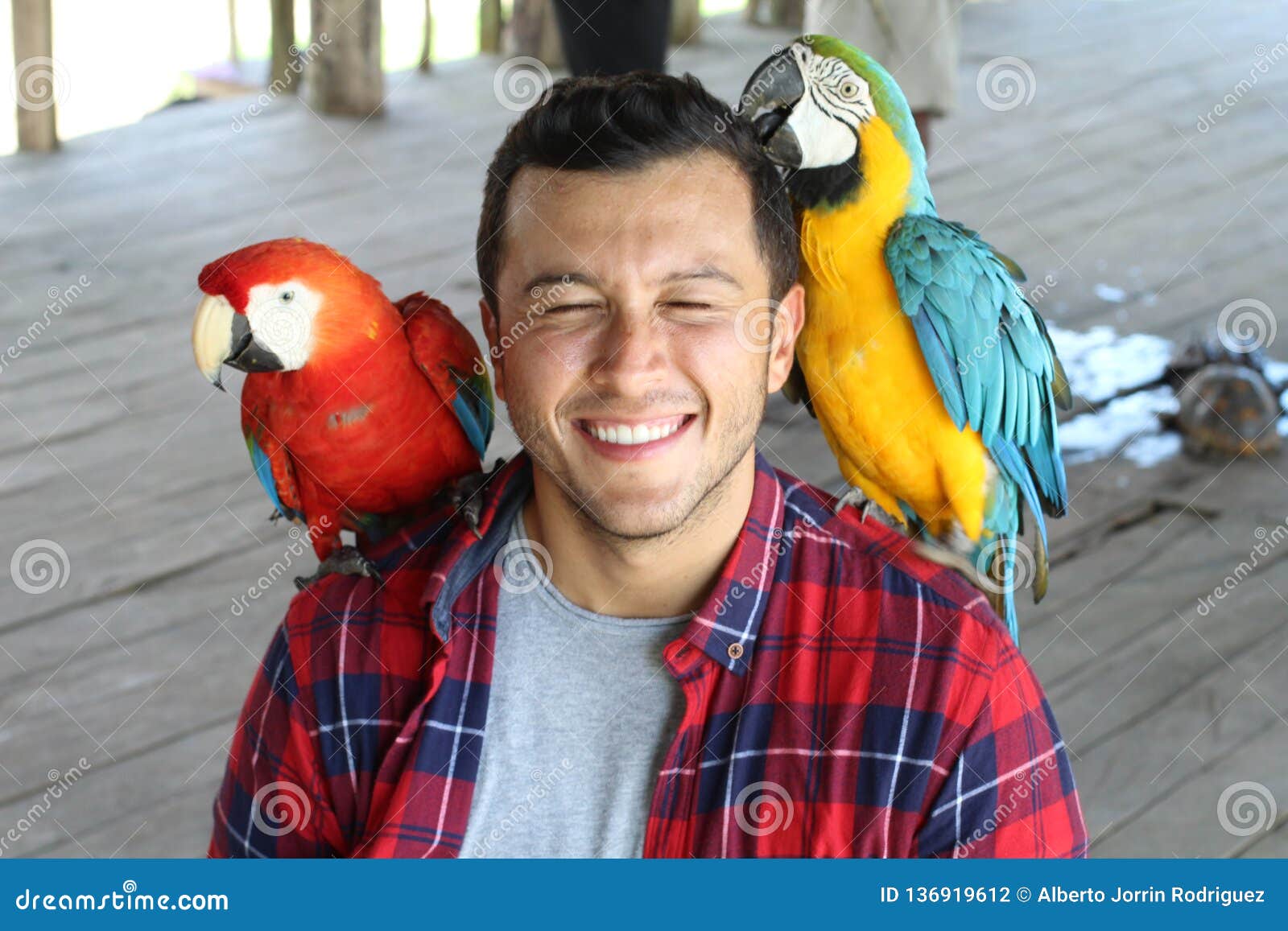 Exotic Birds Bonding with a Man Stock Photo - Image of domestic, birds ...