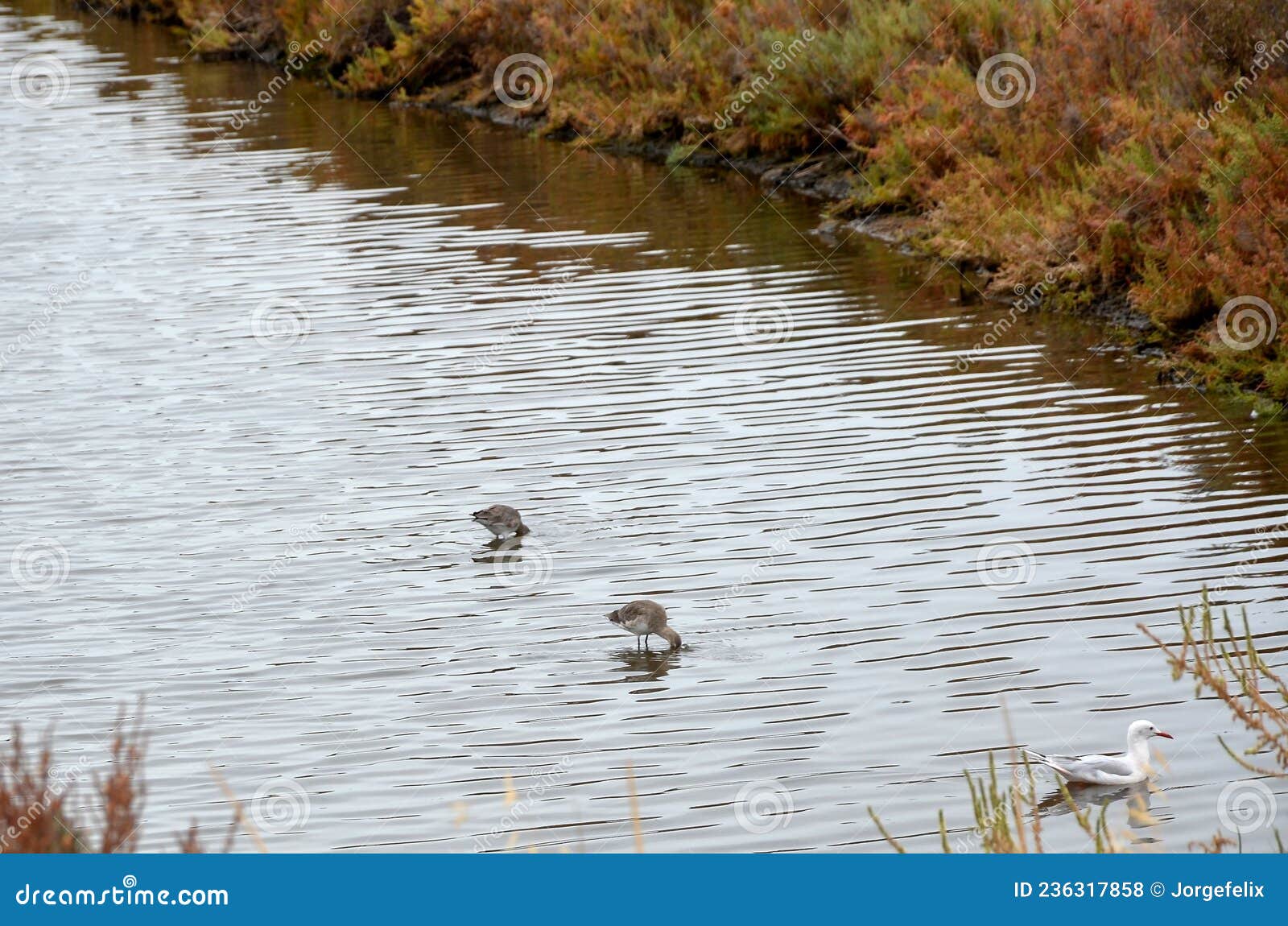 Exotic Birds in the Salt Marsh Stock Photo - Image of exotic, aquatic ...