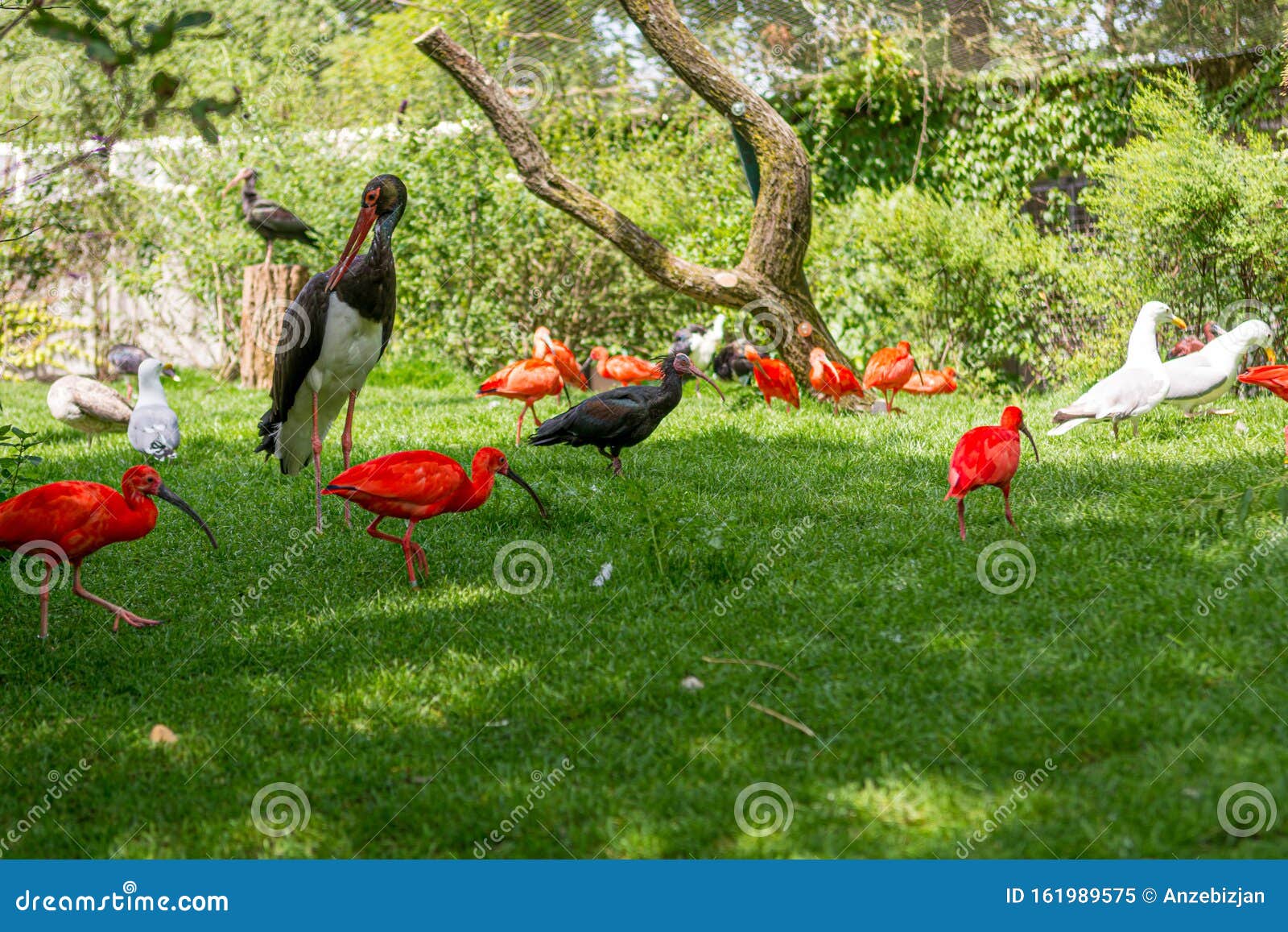 Exotic Birds Walking Freely on Path through Local Zoo. Stock Image ...