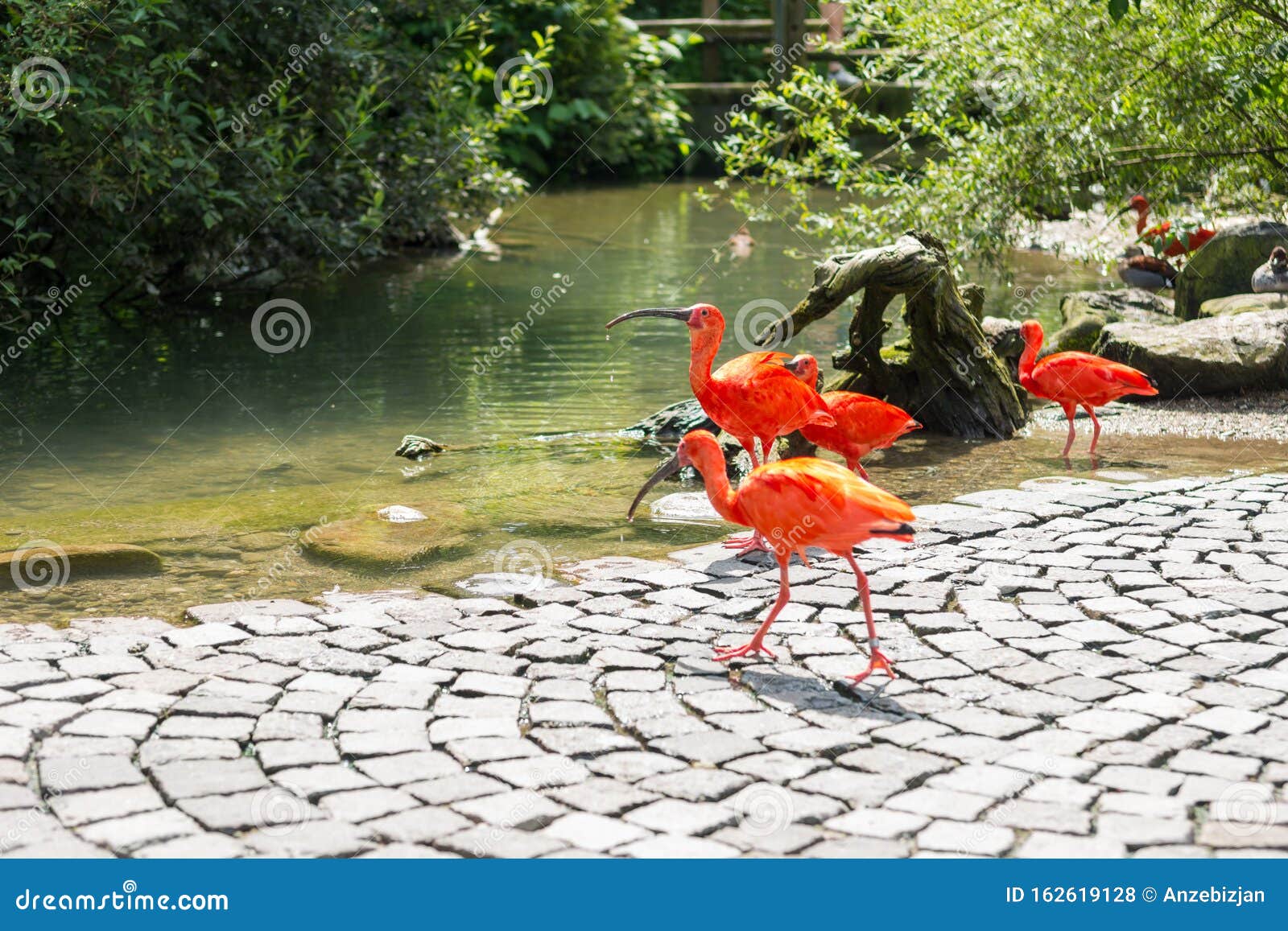 Exotic Birds Walking Freely on Path through Local Zoo. Stock Photo ...