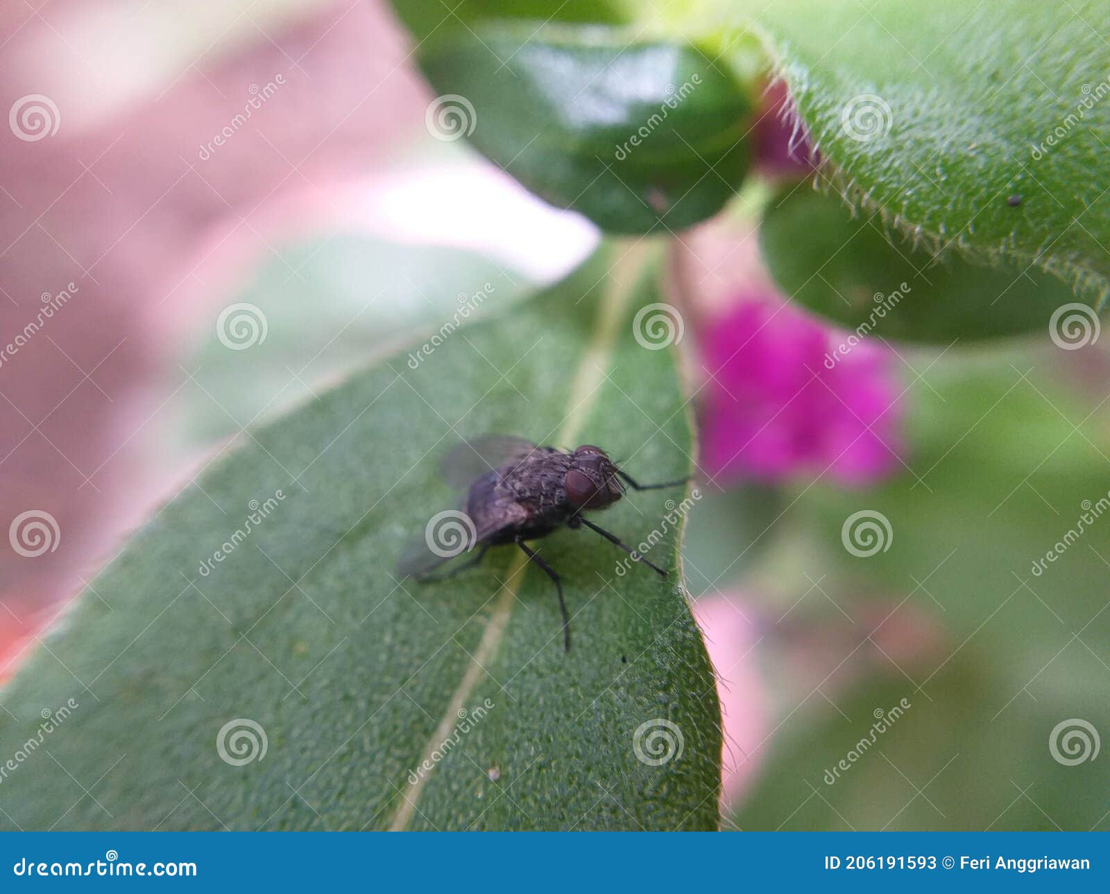 Exotic black fly stock image. Image of invertebrate - 206191593