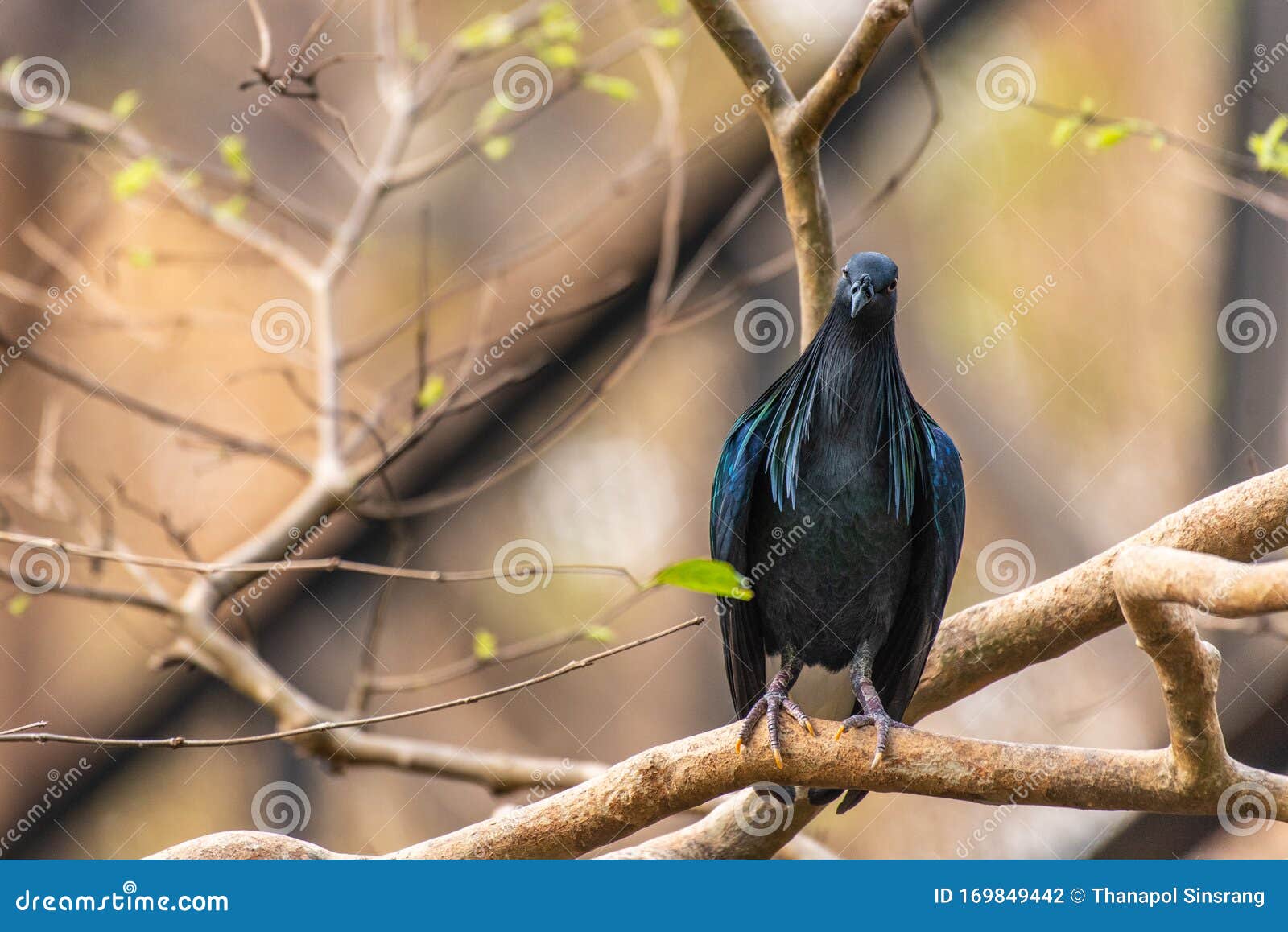 Exotic blue bird stock photo. Image of beautiful, forest - 169849442
