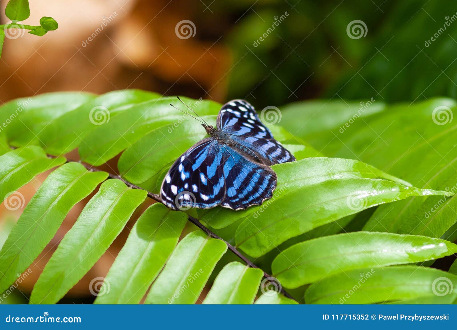 Exotic Blue Butterfly on the Leaf. Stock Photo - Image of colorful ...