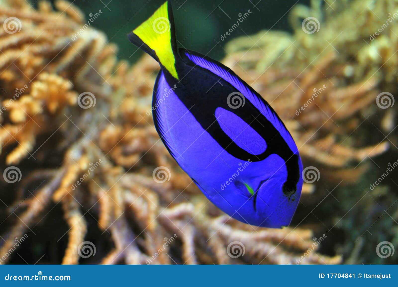Exotic Blue Fish in Coral Reef Stock Image - Image of tour, snorkelling ...