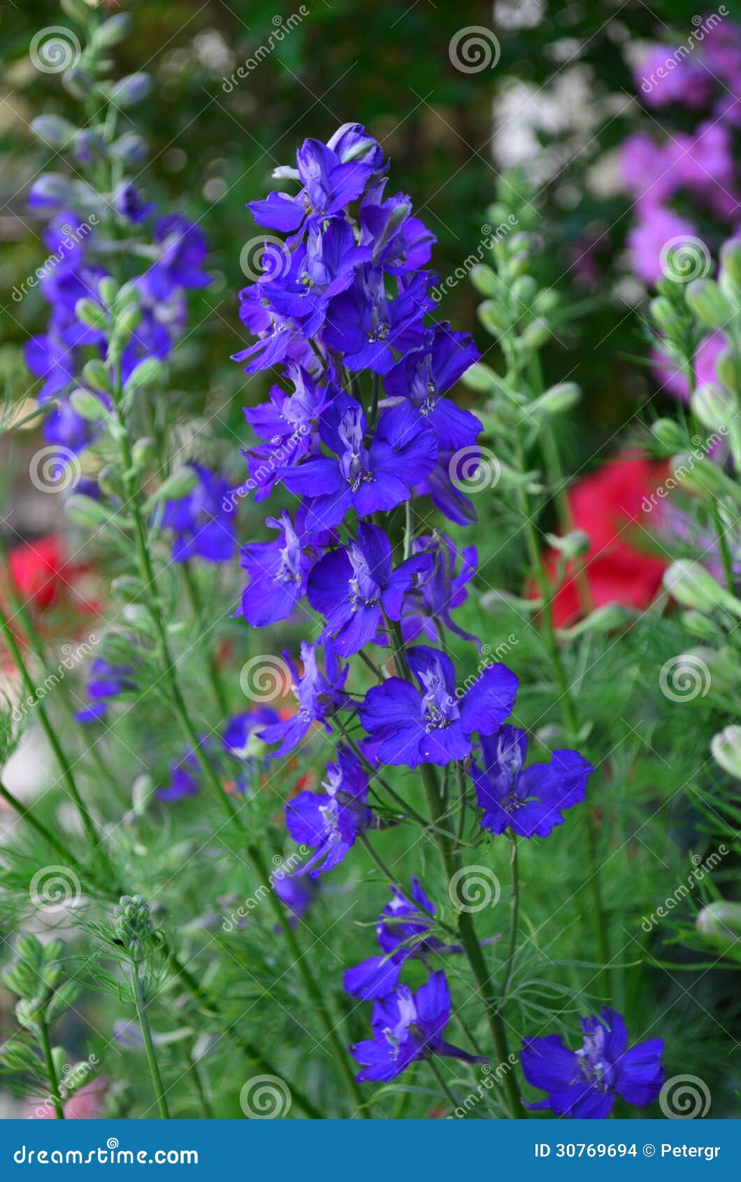 An Exotic Blue Flower stock photo. Image of flower, leaf - 30769694