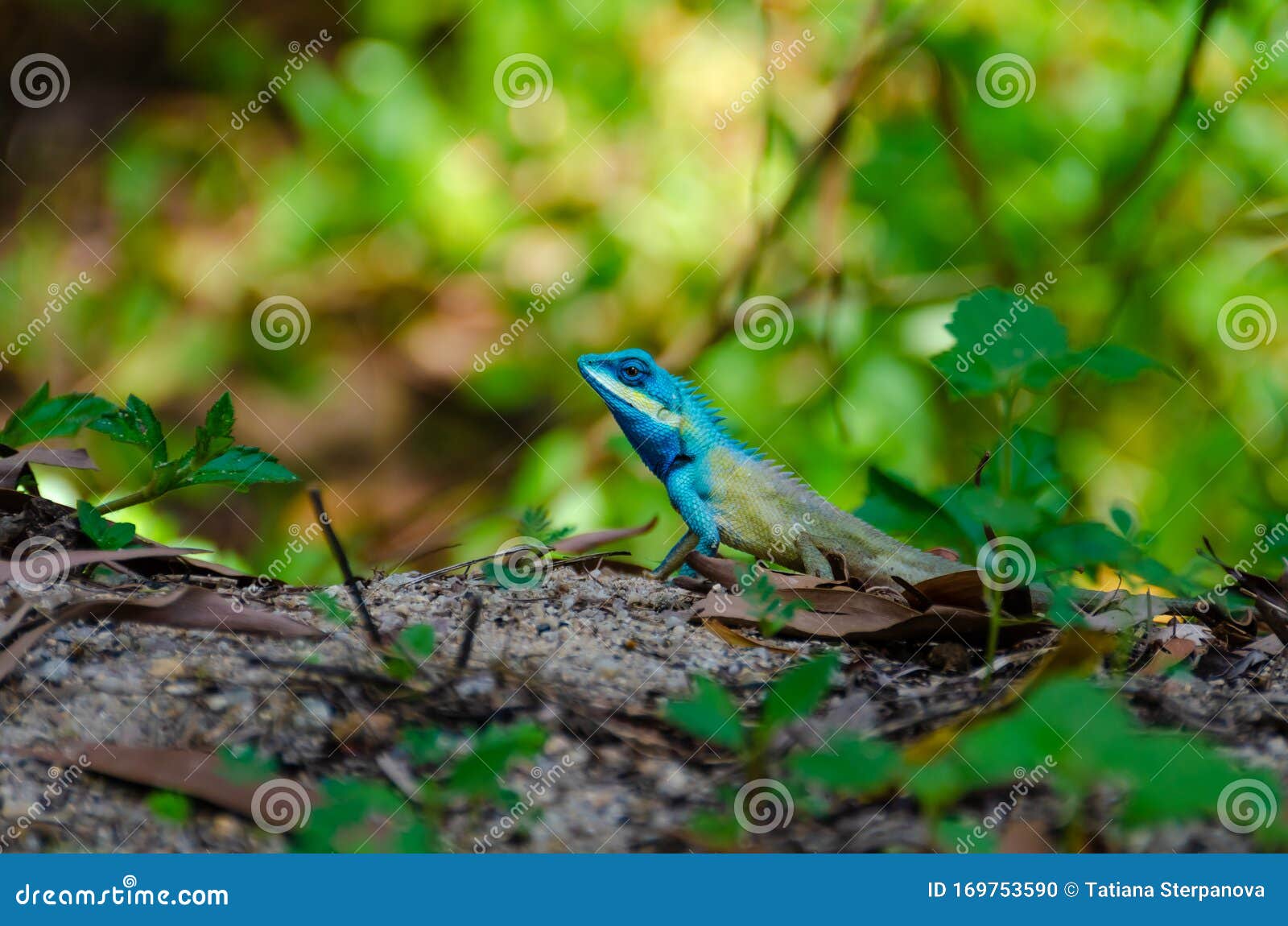 A Blue Lizard with a Crest on Its Back in the Jungles of Asia. Stock ...