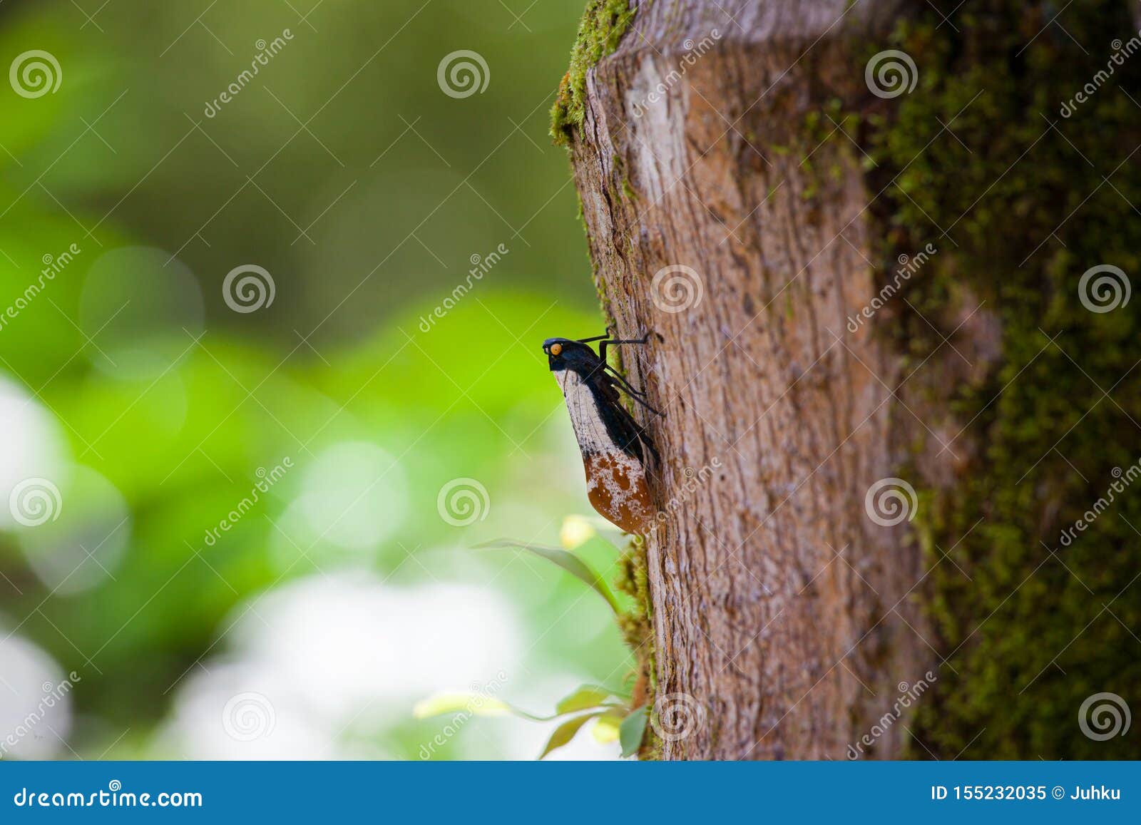 Exotic Bug on a Tree Trunk at Borneo Malaysia Stock Image - Image of ...
