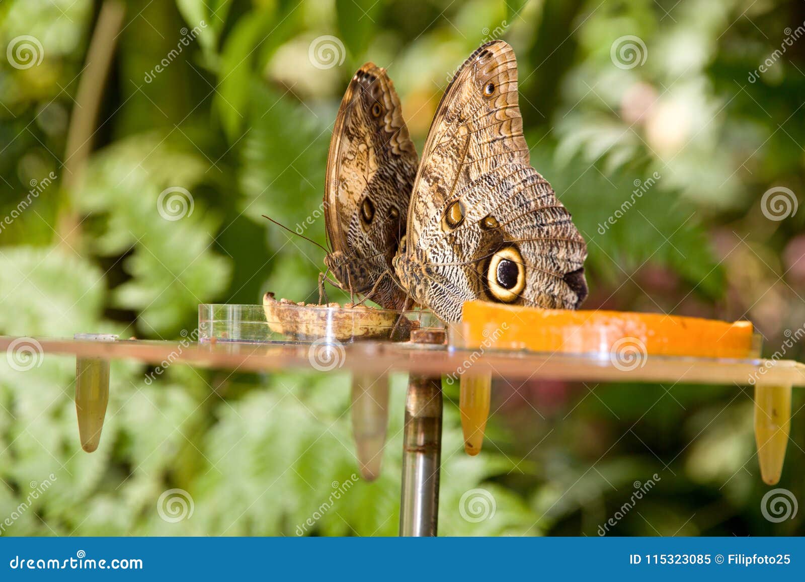 Exotic butterflies stock image. Image of feeding, food - 115323085