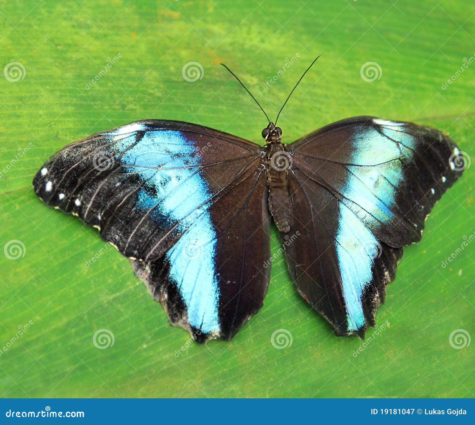 Exotic butterfly stock image. Image of fragile, exotic - 19181047