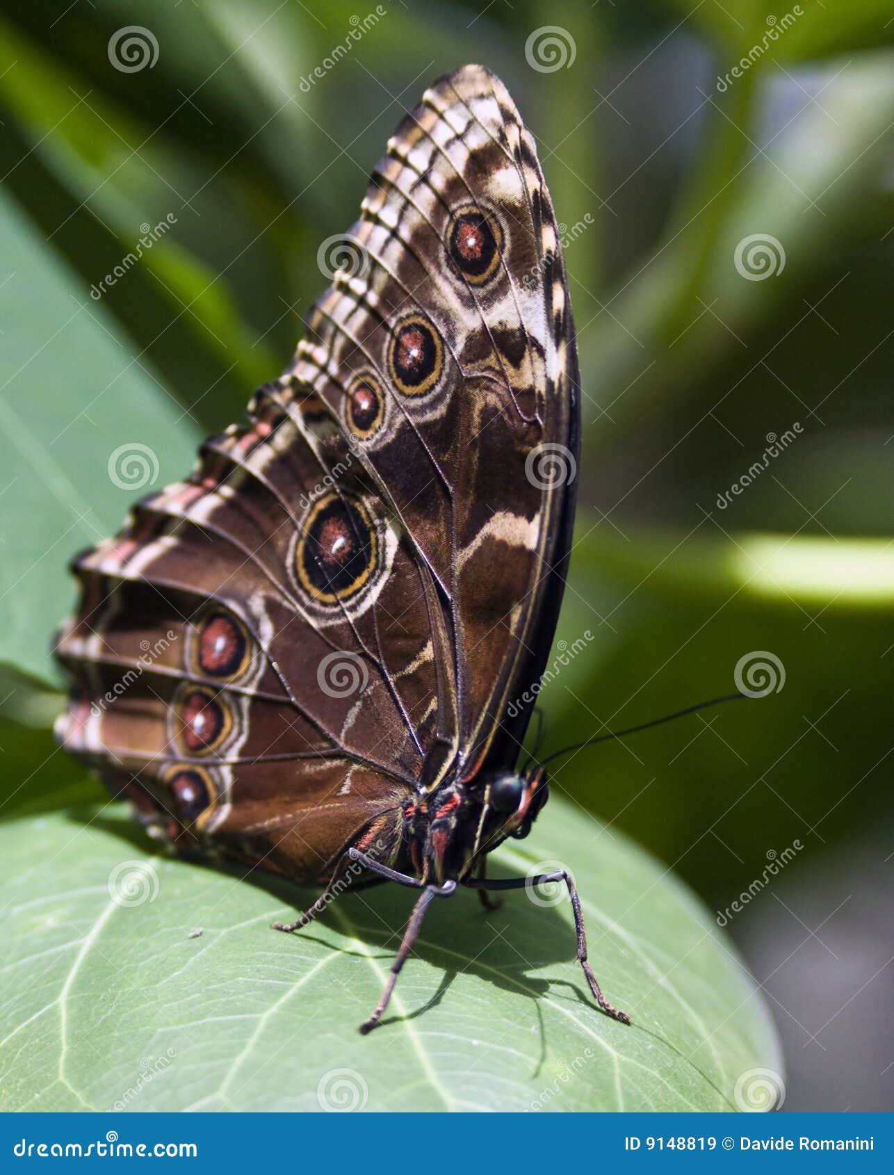 Exotic butterfly stock image. Image of gouse, leaves, insect - 9148819