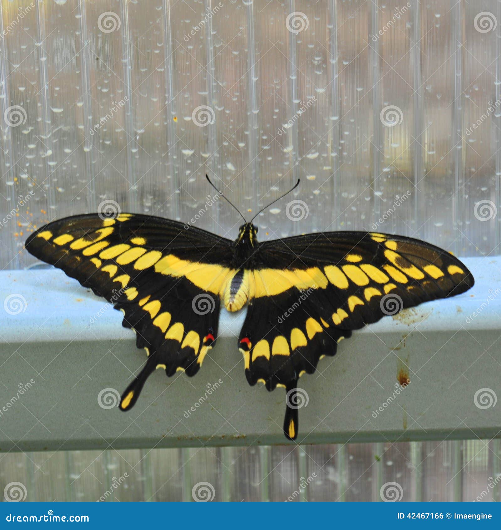 Exotic Butterfly with Bright Yellow and Black Tail Wings Stock Photo ...