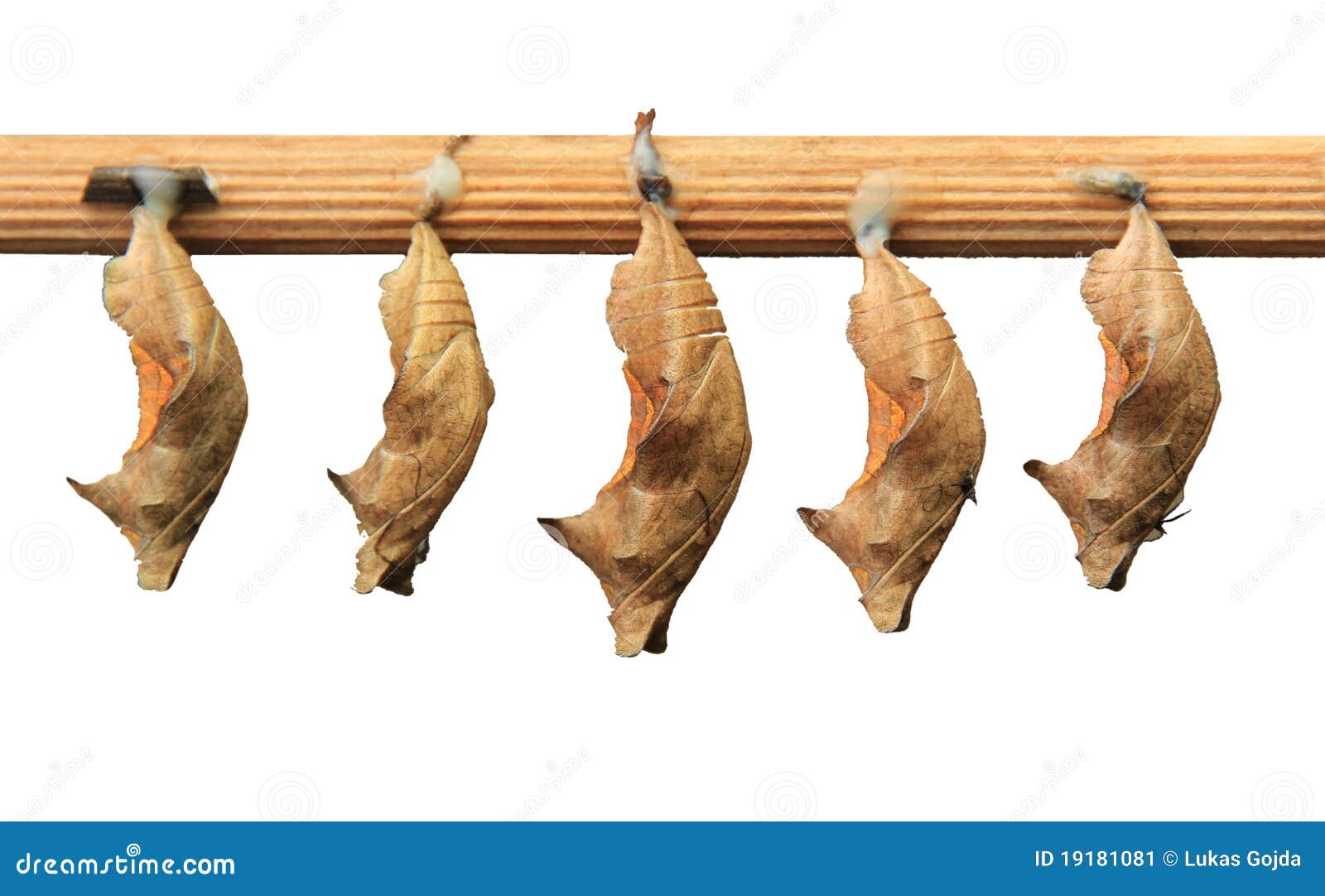 Exotic butterfly cocons stock image. Image of exotic - 19181081