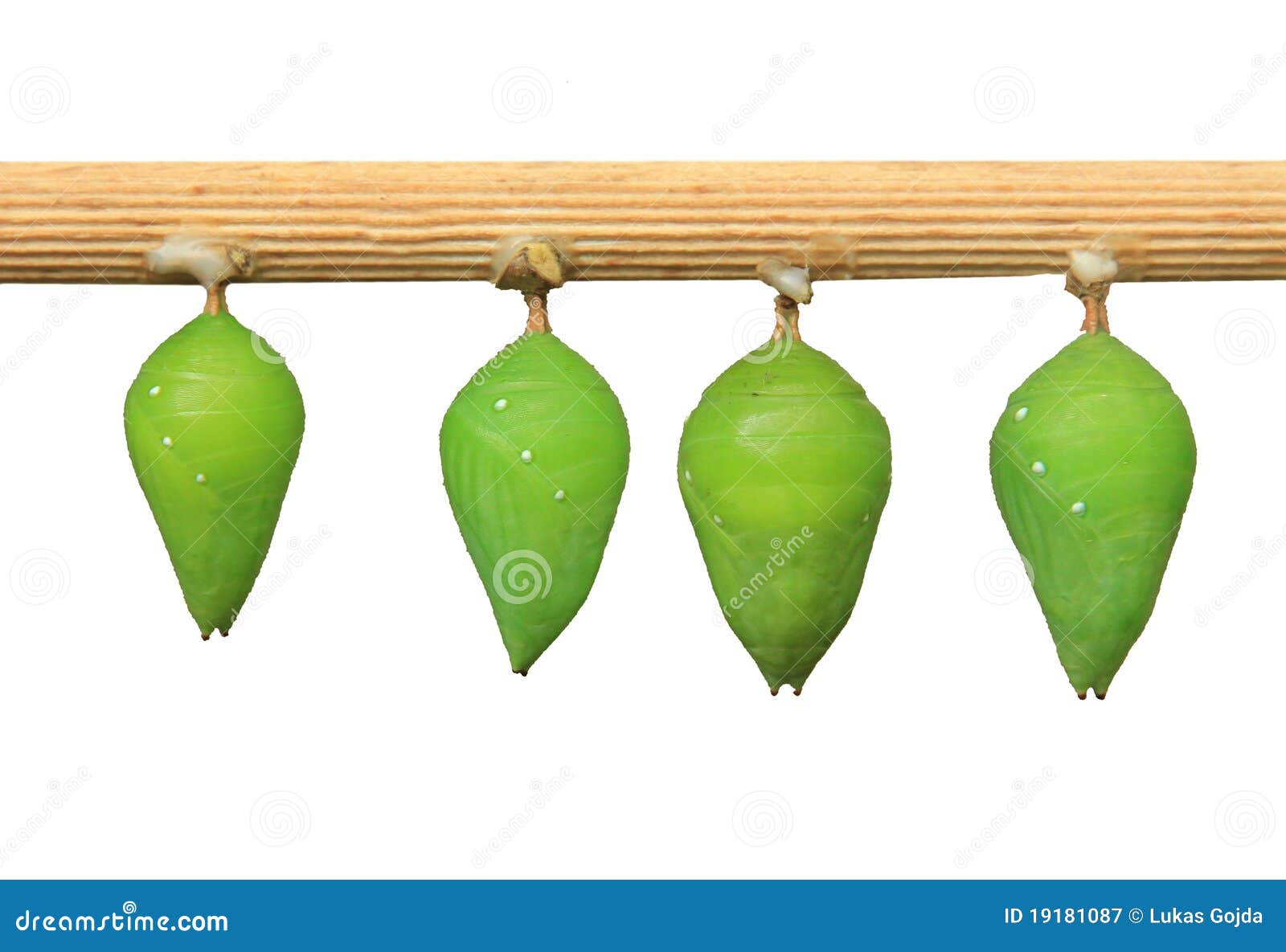 Exotic butterfly cocons stock image. Image of large, allium - 19181087