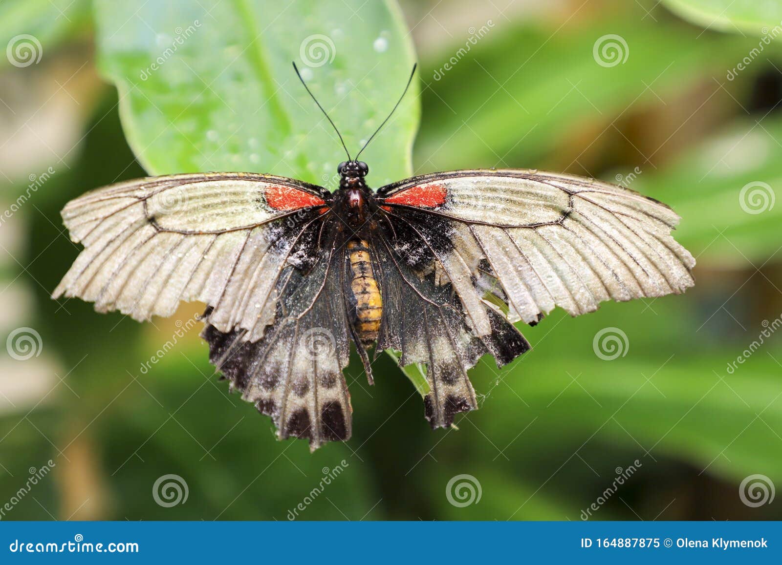 Exotic Butterfly with Damaged Wings Stock Image - Image of yellow ...