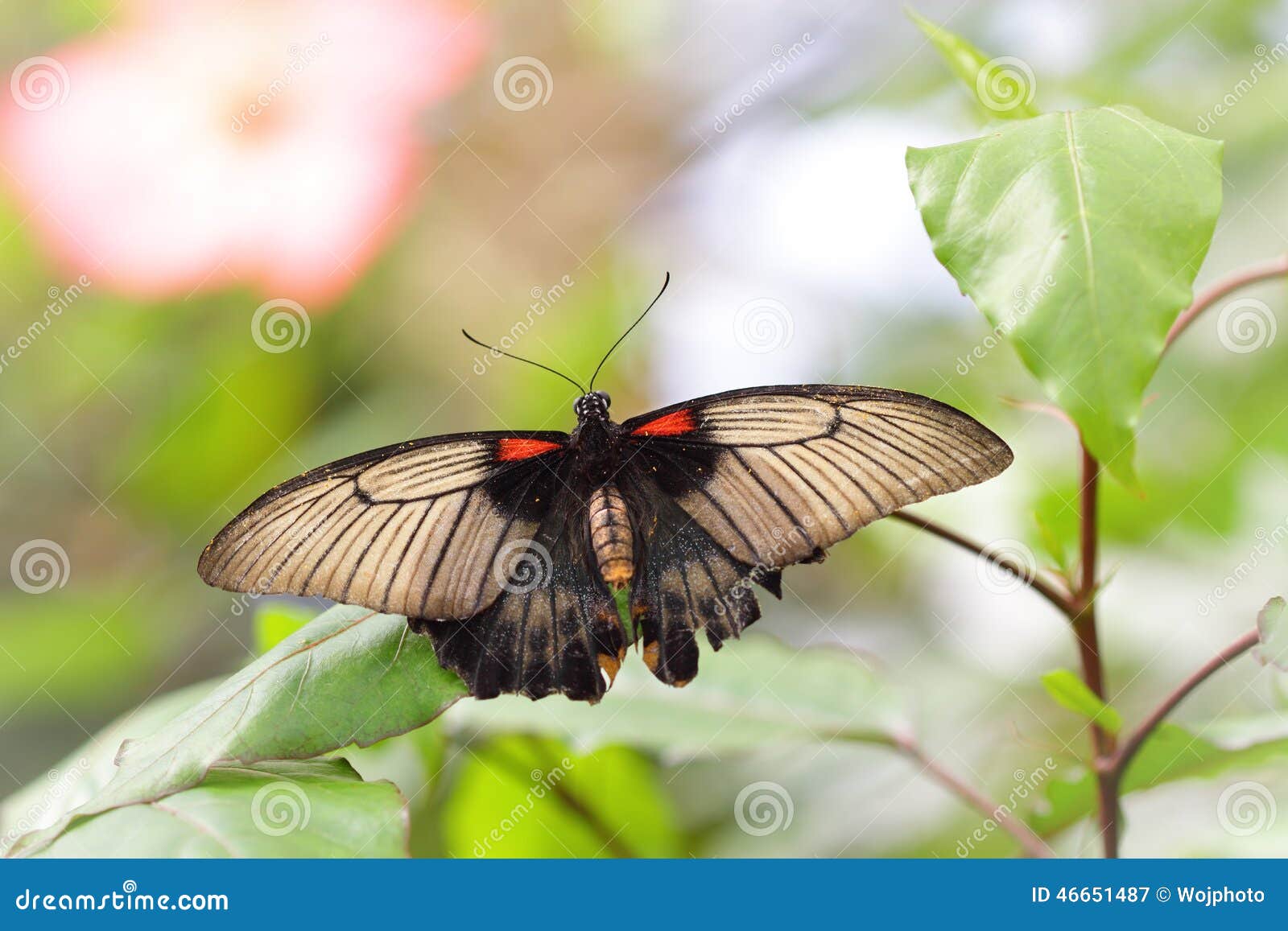 Exotic Butterfly in a Green Jungle Stock Image - Image of grassland ...