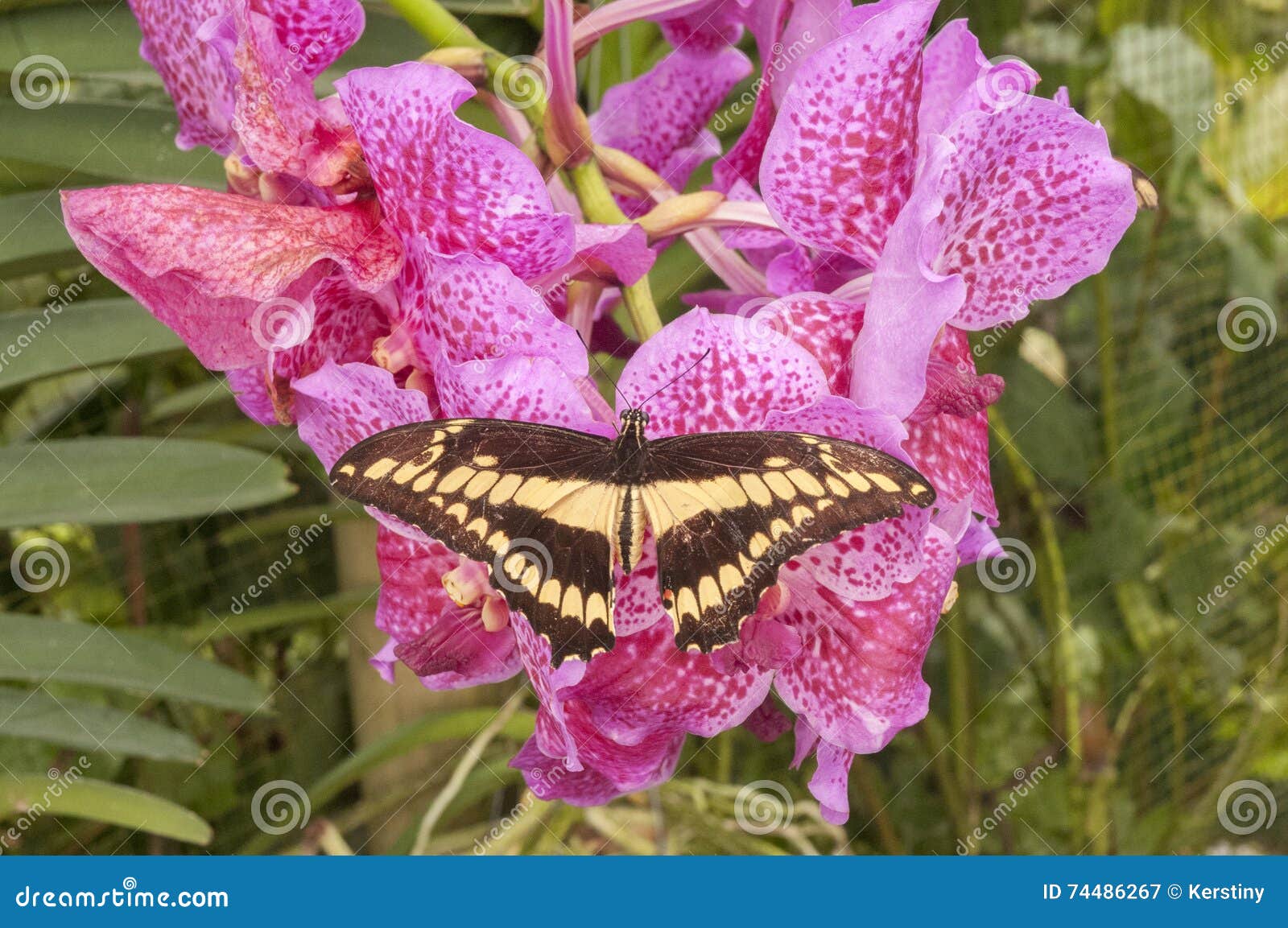 Exotic butterfly stock image. Image of pollen, nature - 74486267