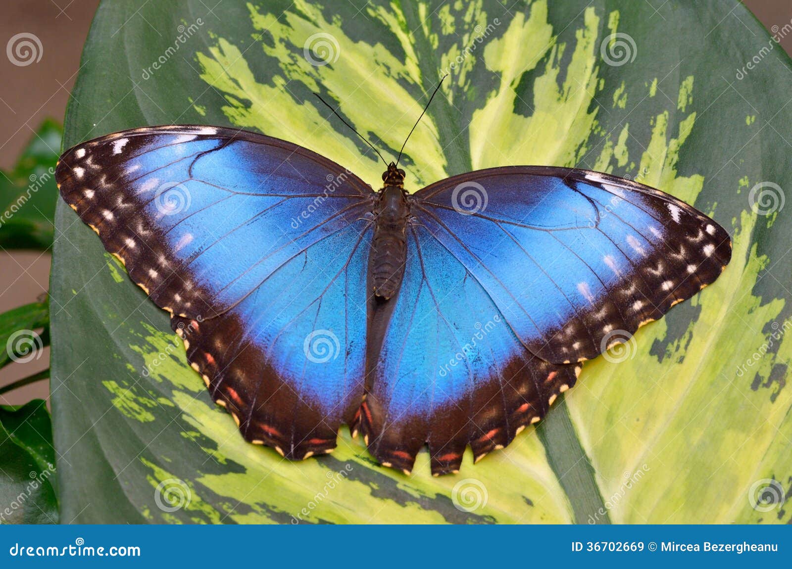 Exotic Butterfly in Natural Habitat Stock Image - Image of park, beauty ...