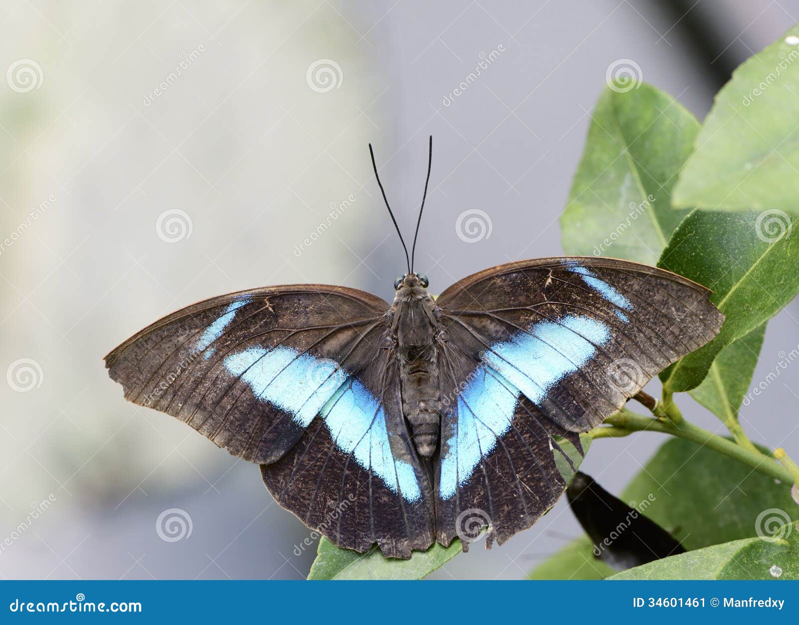 Exotic Butterfly stock image. Image of animal, beautiful - 34601461