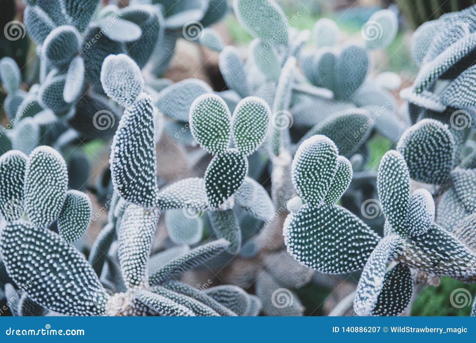 Exotic Cactus Background Blue Tone Stock Image - Image of grow, mexico ...