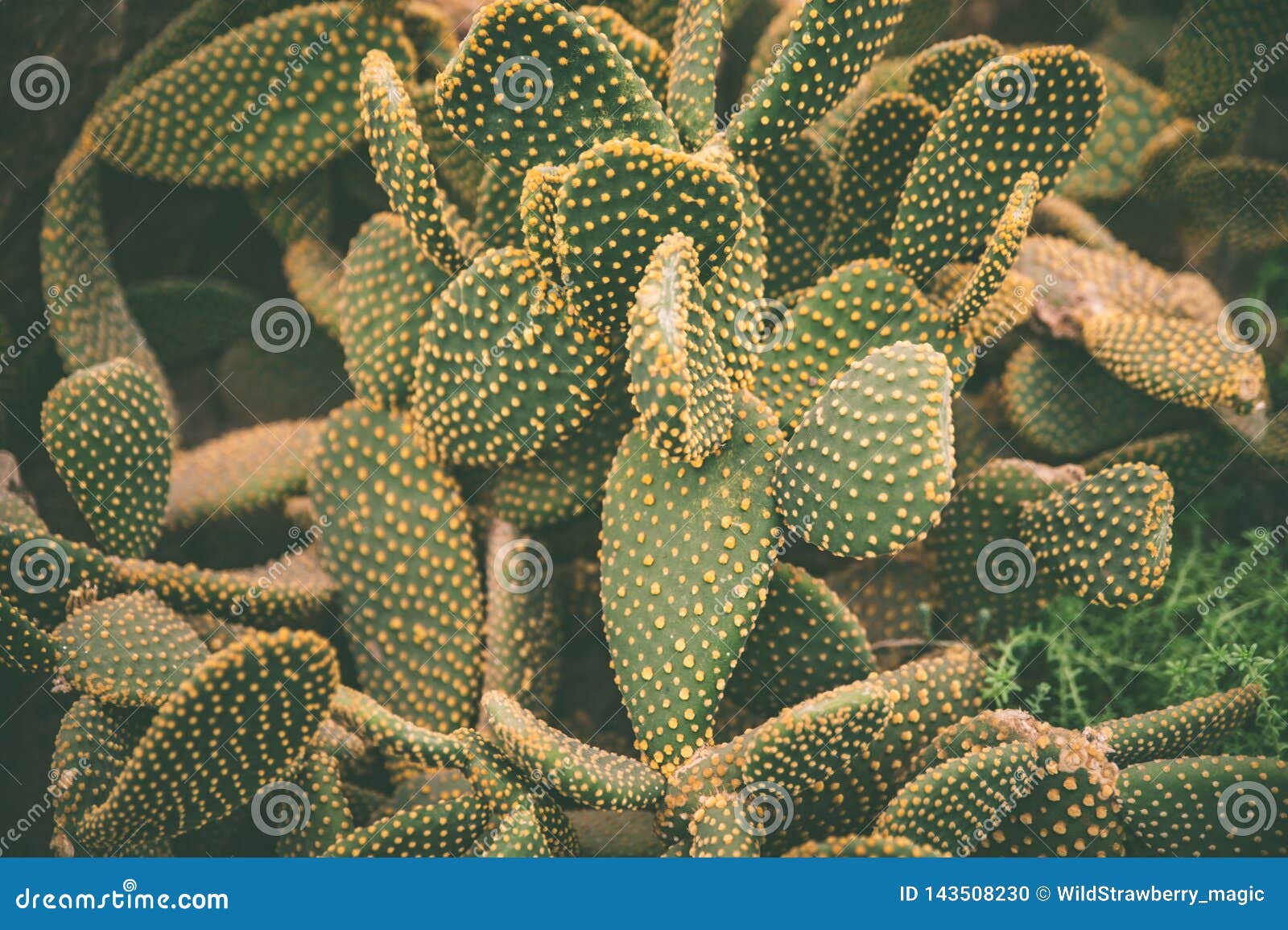 Exotic Cactus Background Yellow Tropical Pattern Stock Photo - Image of ...