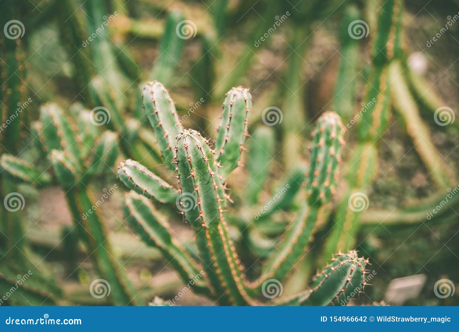 Exotic Cactus Background Yellow Tone Tropical Stock Photo - Image of ...