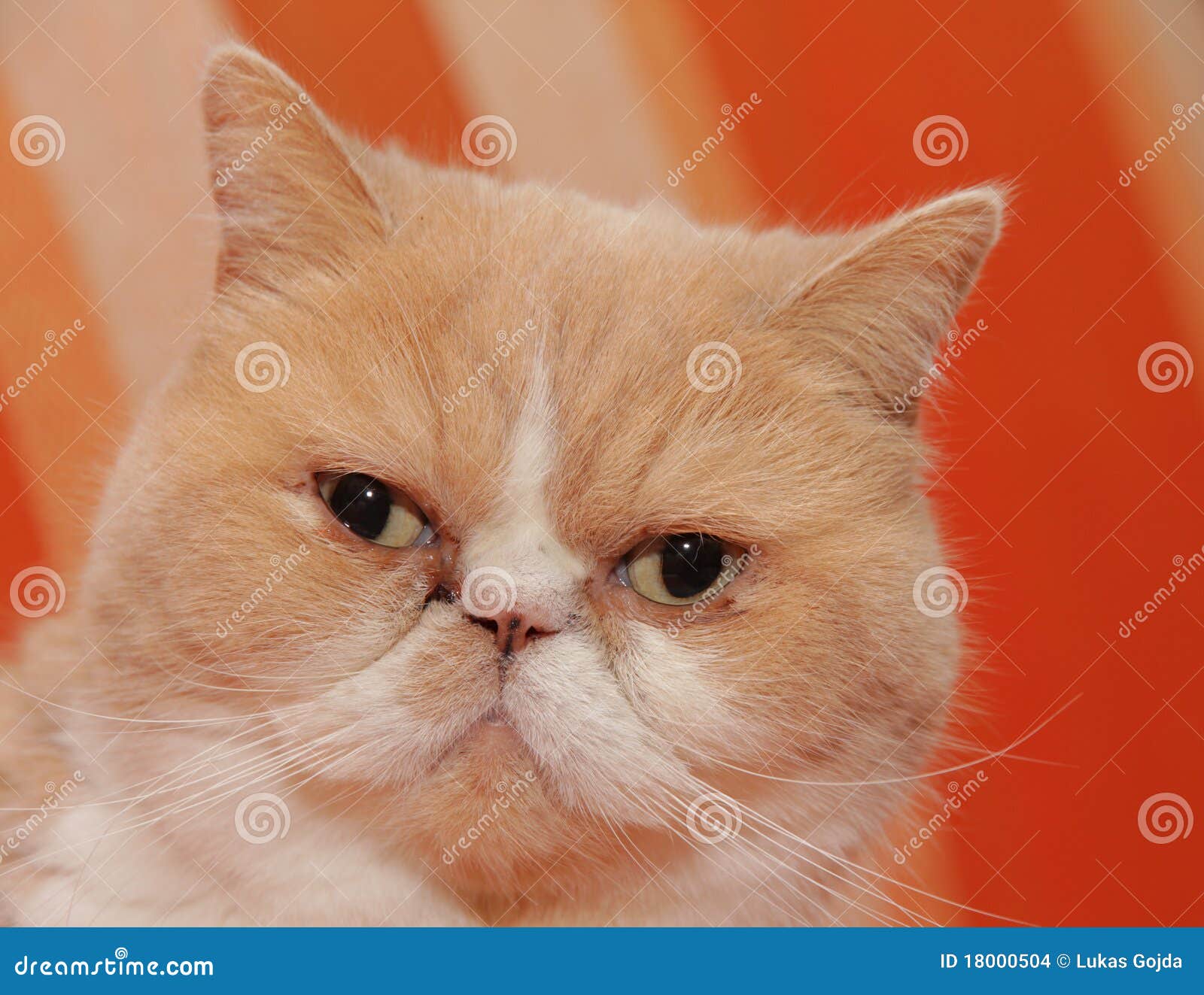 Exotic cat stock photo. Image of portrait, board, texture - 18000504
