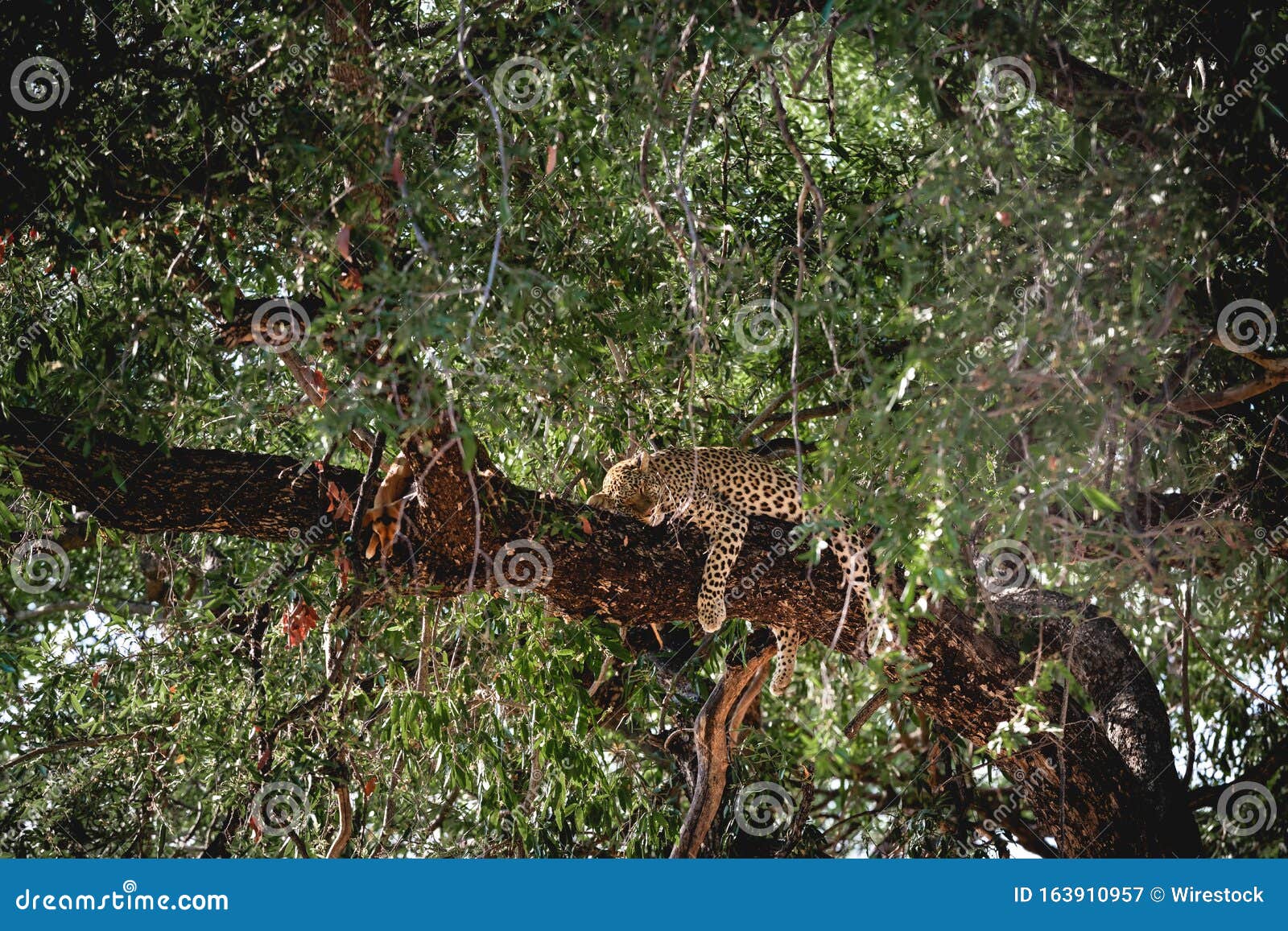 Exotic Cheetah Sleeping on a Branch of a Tree in the Middle of the ...