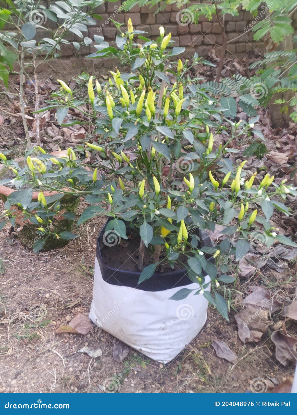 Exotic Chilli Plant in a Grow Bag Stock Photo - Image of chilli, grow ...