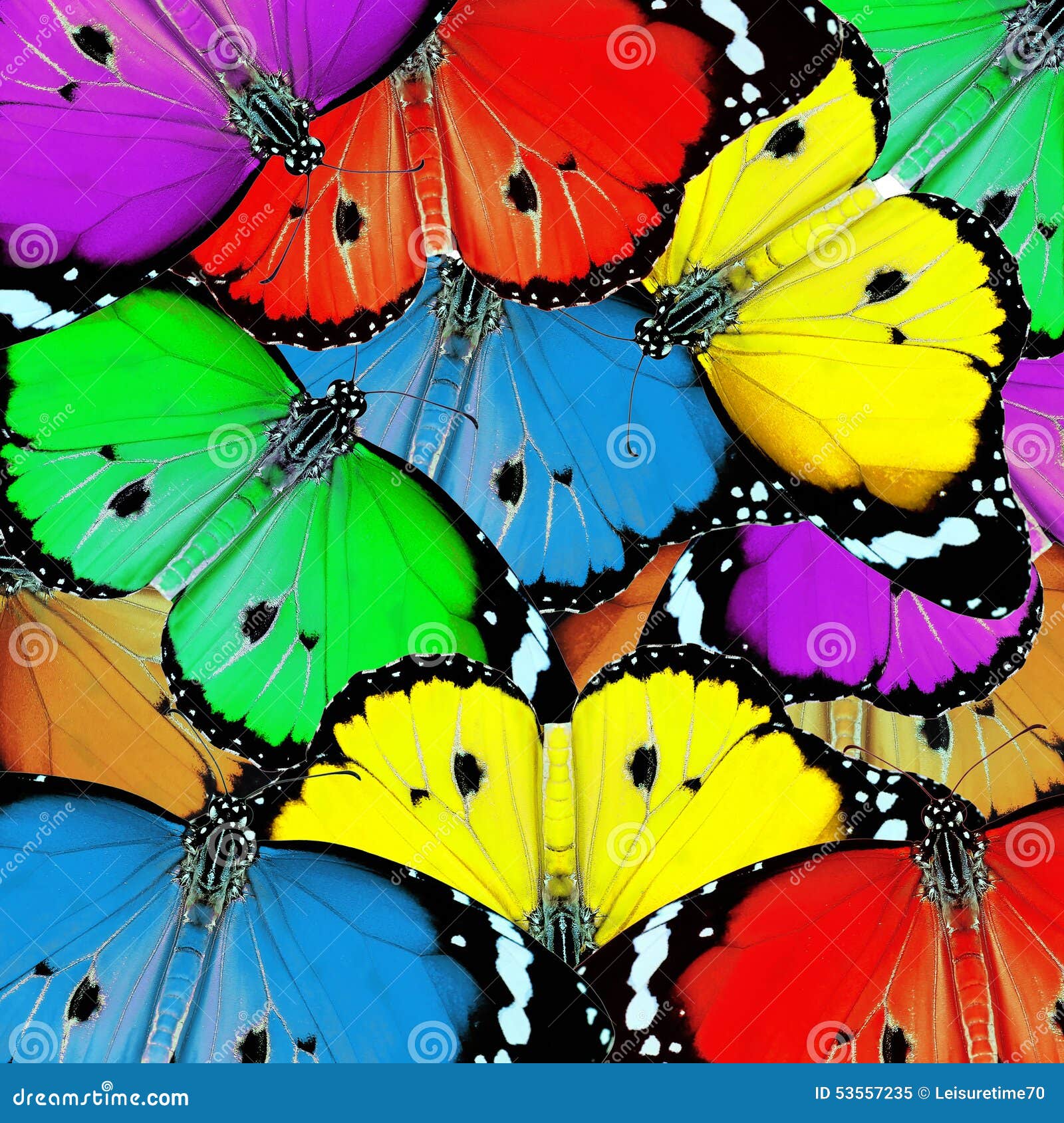 Exotic color butterfly stock image. Image of small, exotic - 53557235