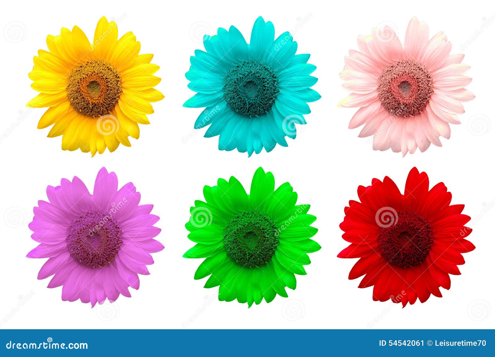 Exotic color sunflower stock image. Image of botany, cheerful - 54542061