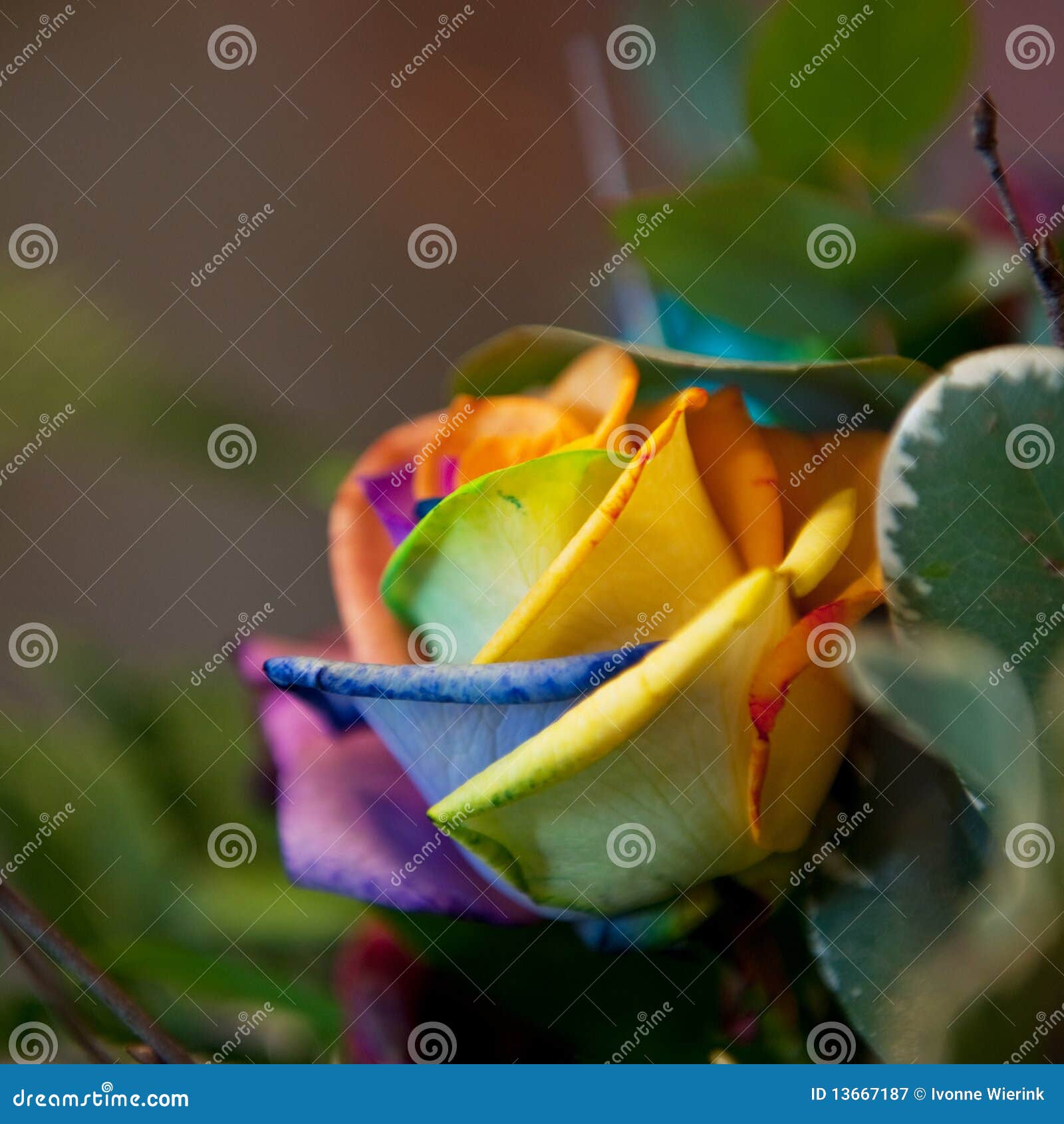 Exotic colored rose stock image. Image of flower, multicolor - 13667187