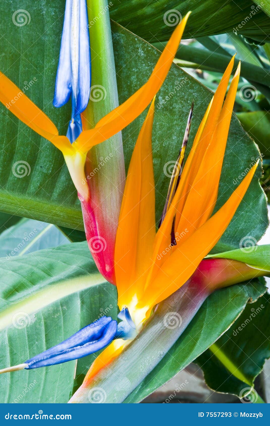 Exotic Colorful Floral Bloom Stock Image - Image of beauty, gift: 7557293
