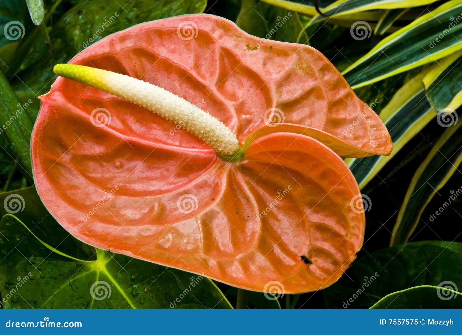 Exotic Colorful Floral Bloom Stock Image - Image of blooming, color ...