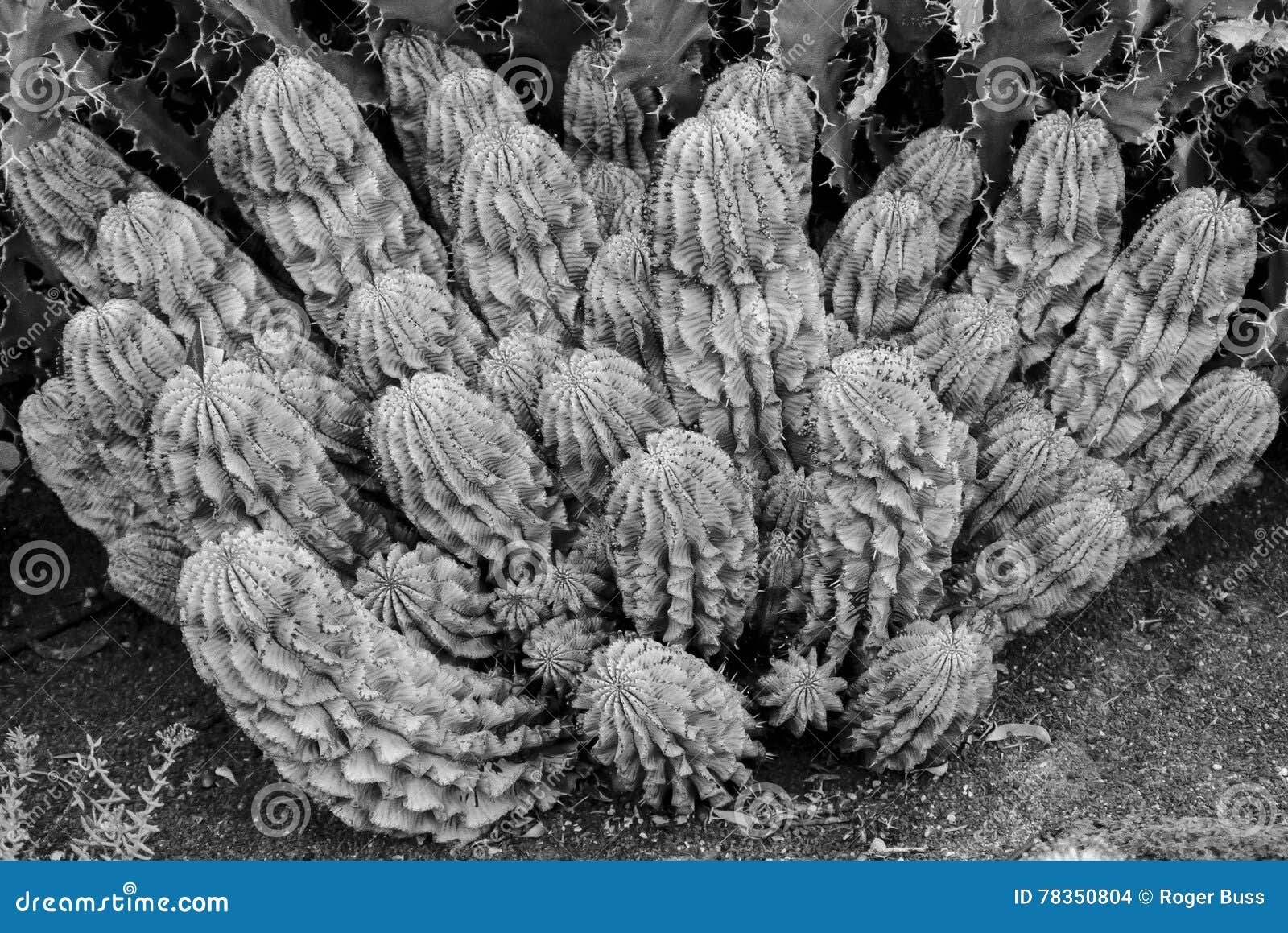 Exotic Column Cactus Plant stock photo. Image of succulent - 78350804