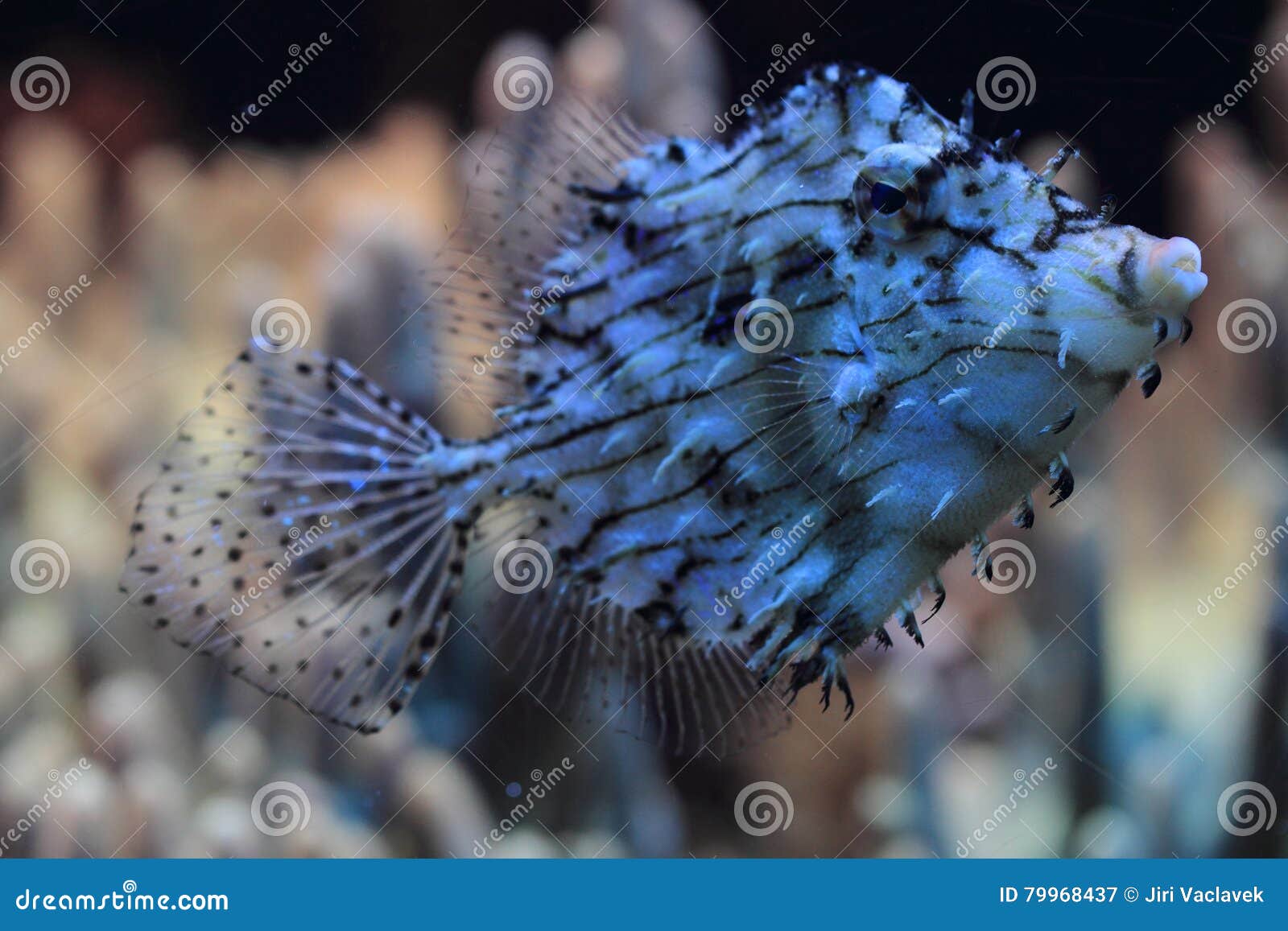 Exotic coral fish stock image. Image of reef, marine - 79968437