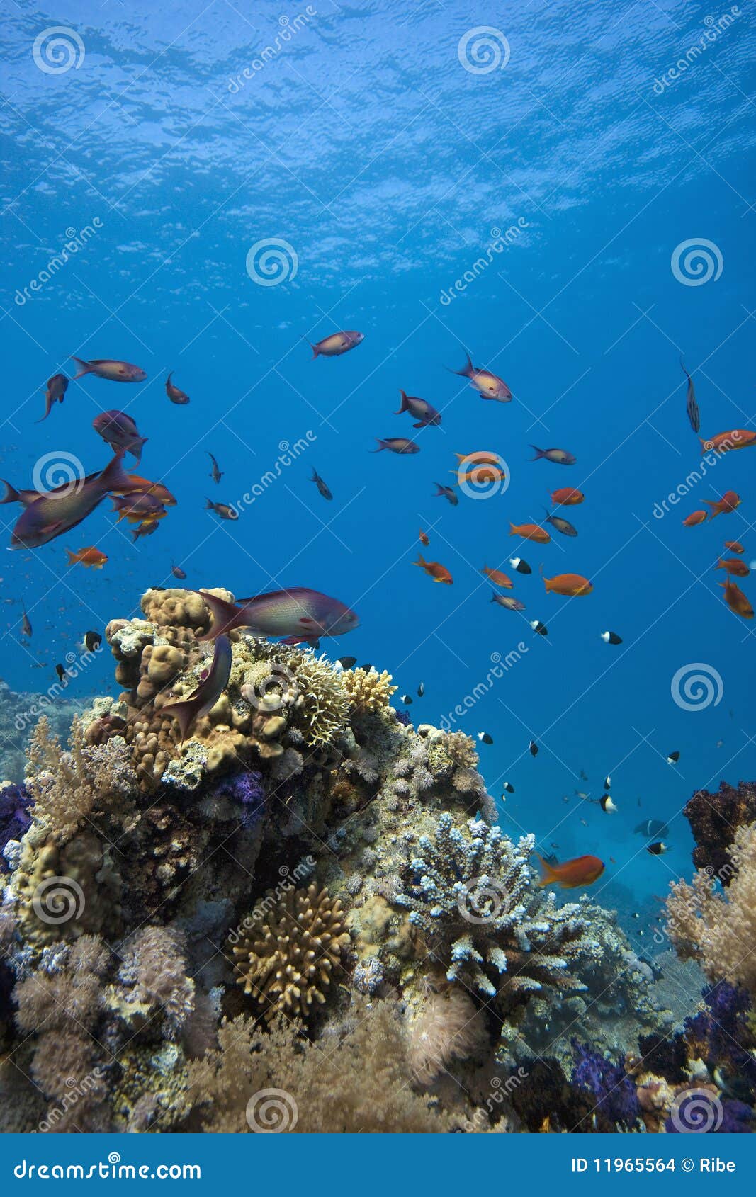 Exotic coral reef stock photo. Image of coral, life, dive - 11965564