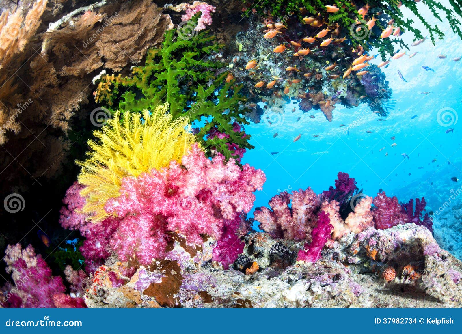 Exotic Coral Reef stock photo. Image of green, pink, yellow - 37982734