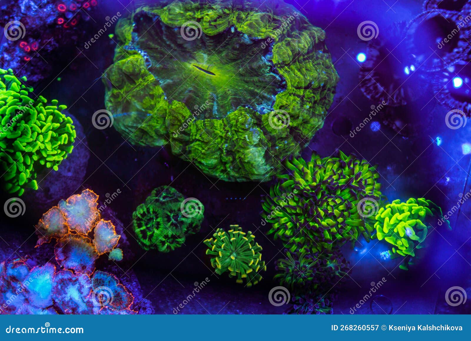 Exotic Corals in the Aquarium Close Up Stock Image - Image of life ...
