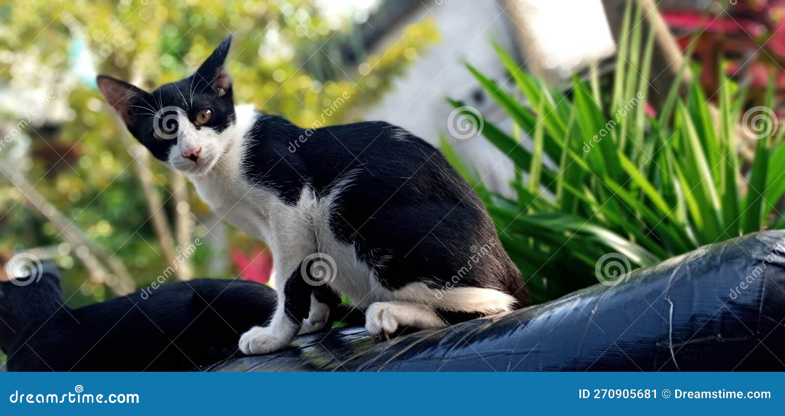 Exotic country cat stock image. Image of exotic, nature - 270905681