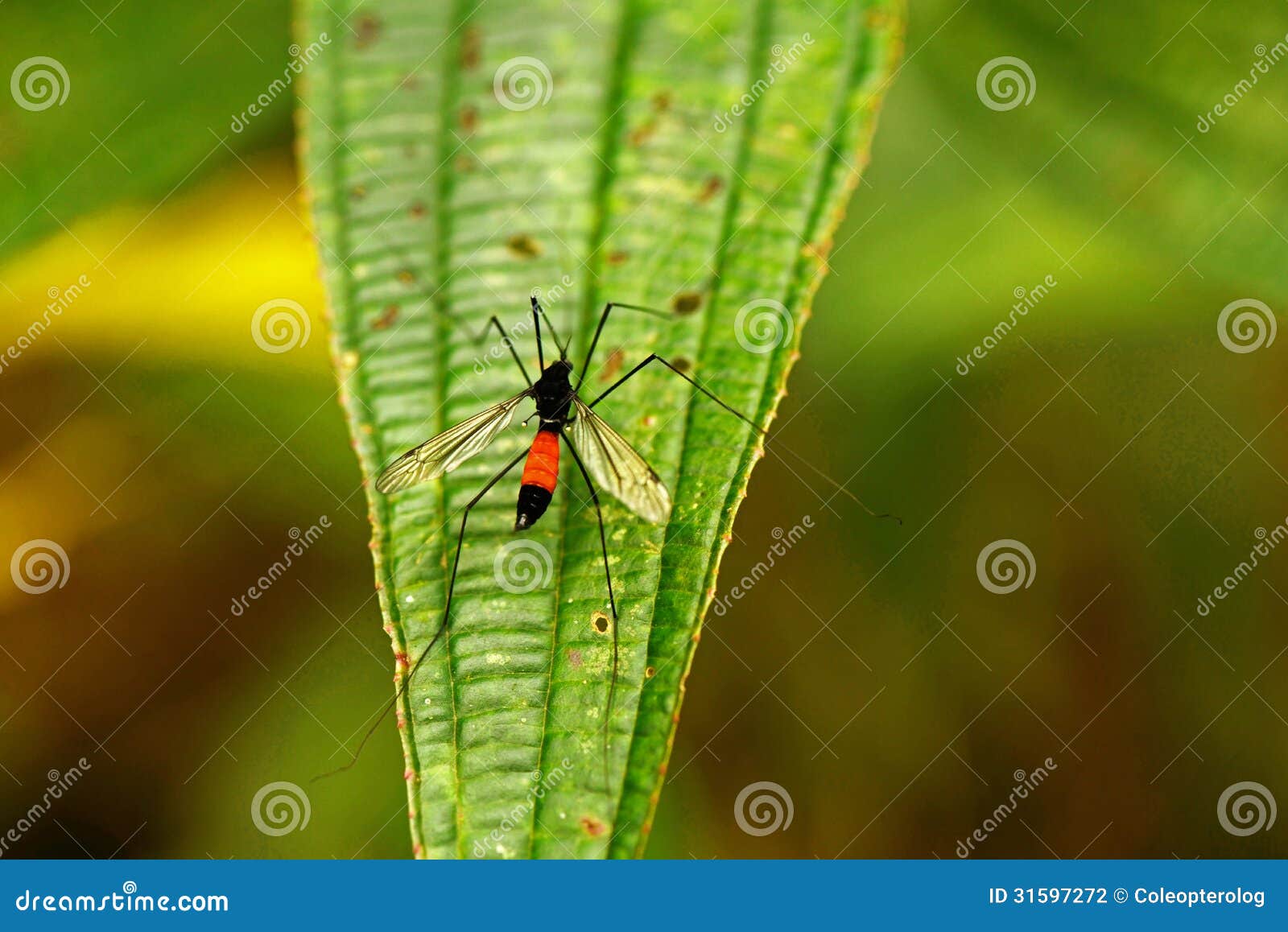Exotic cranefly stock photo. Image of flies, wildlife - 31597272