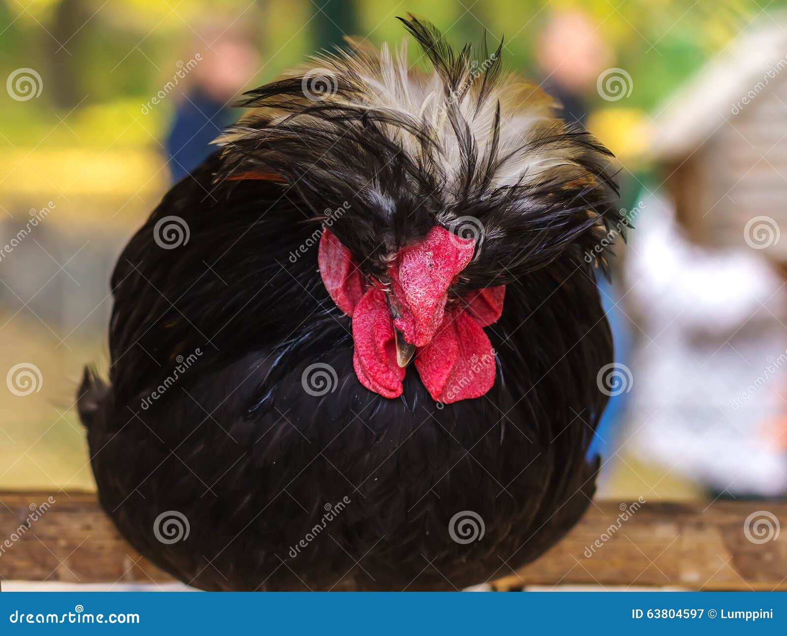 Exotic Dark Rooster Sitting on a Perch Stock Image - Image of color ...