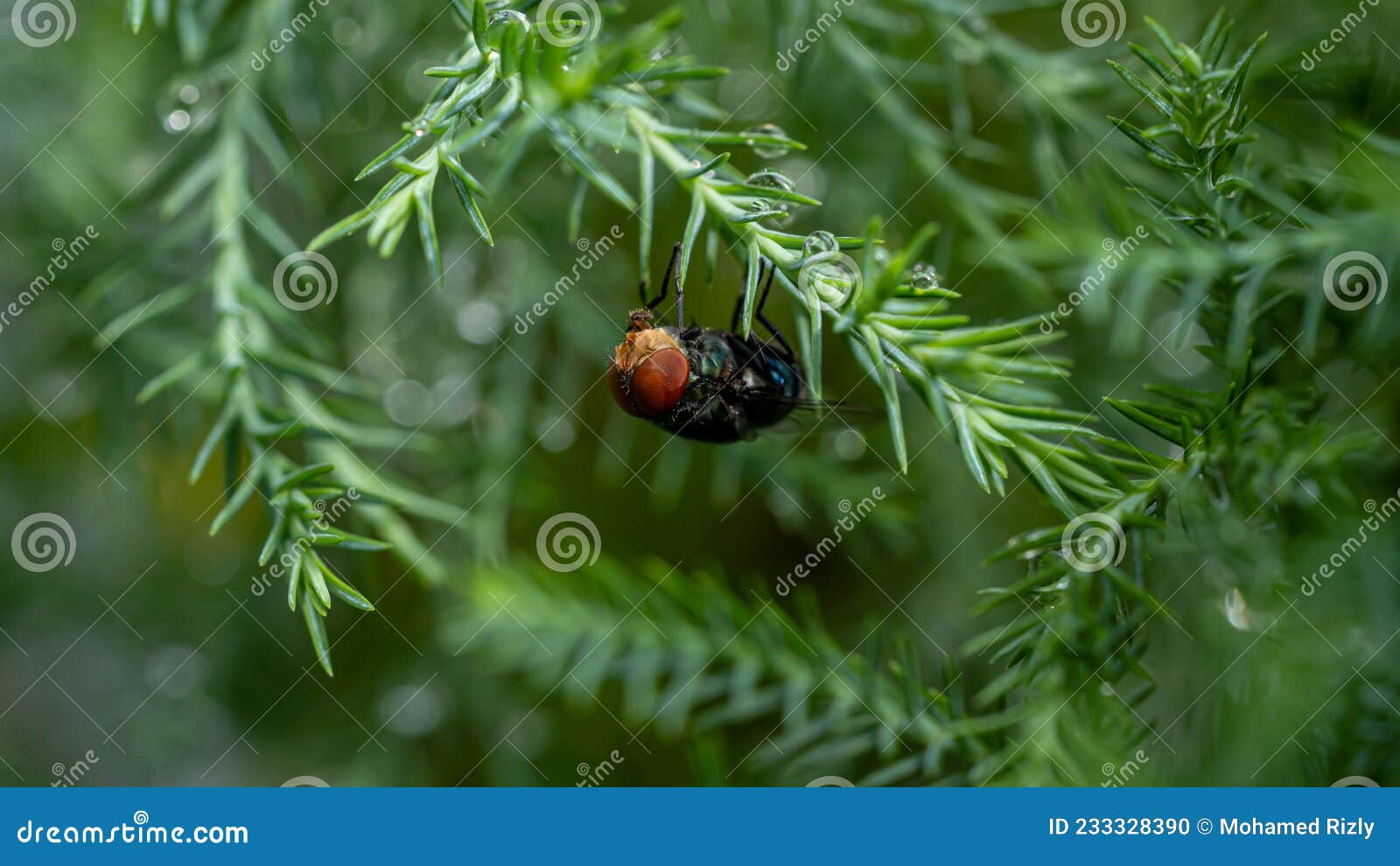 Exotic Drosophila Fruit Fly Diptera Insect on Pine Tree Stock Photo ...